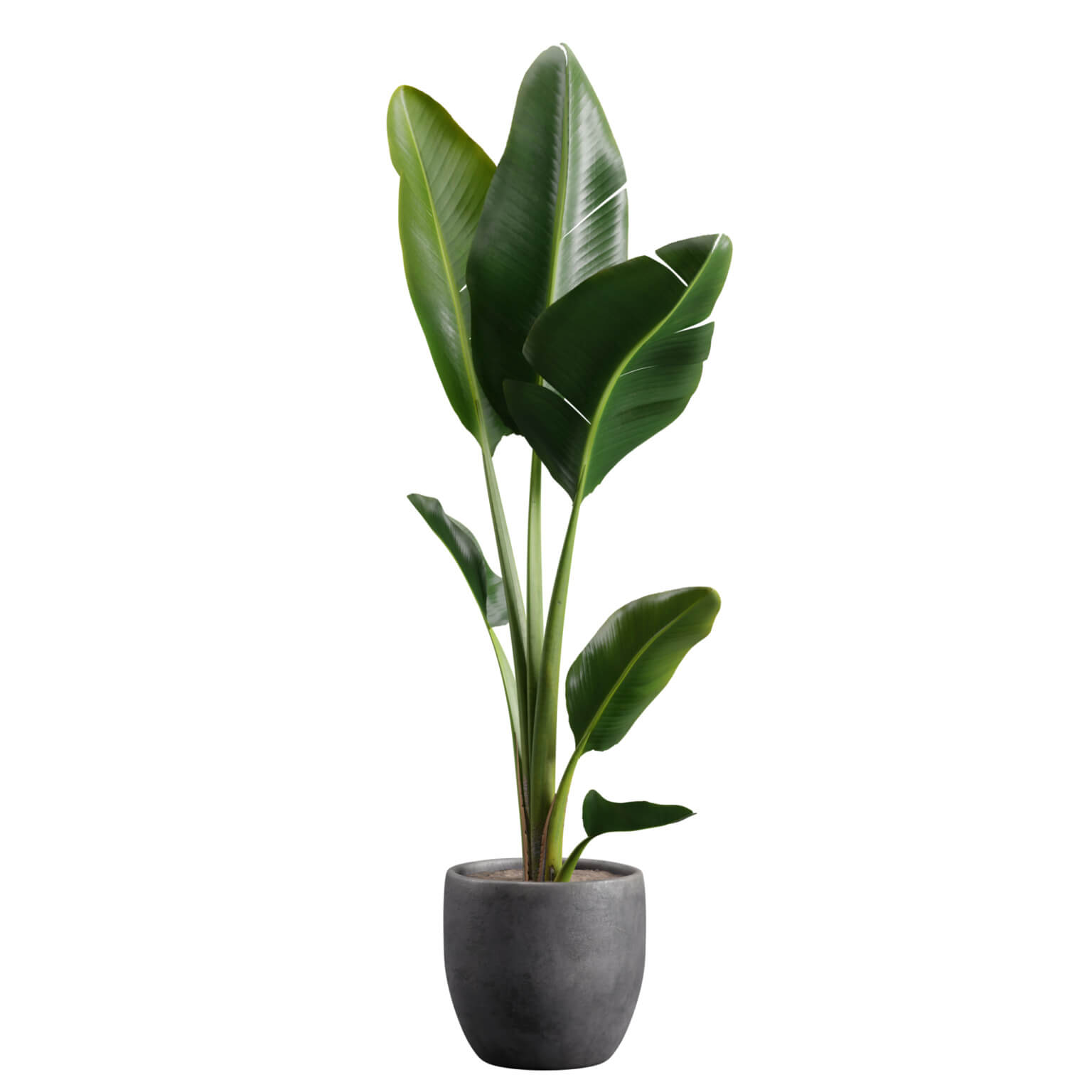 Potted Strelitzia Nicolai - 3D Model by AllQuad