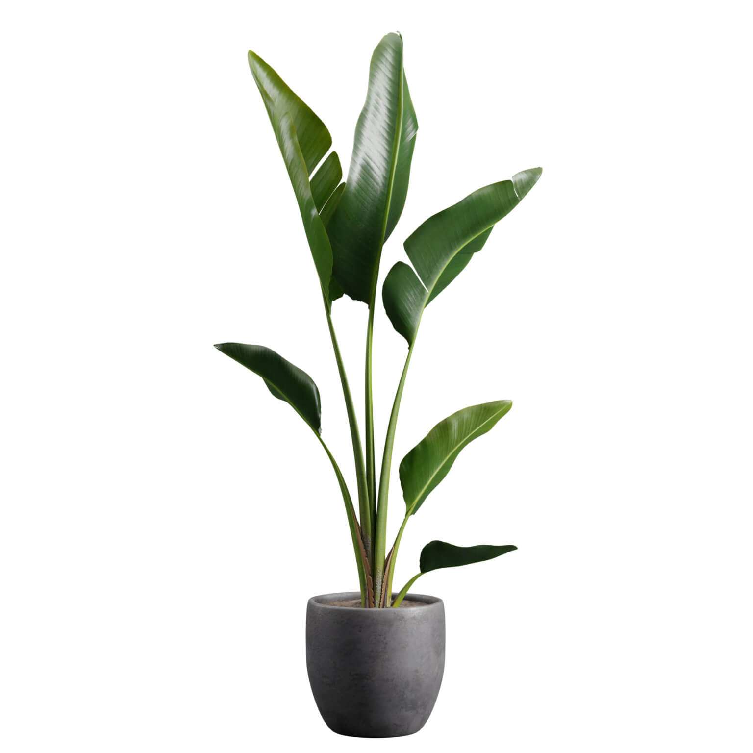 Potted Strelitzia Nicolai - 3D Model by AllQuad