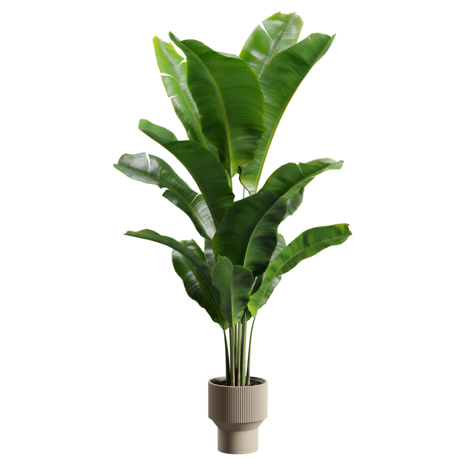 Potted Strelitzia Reginae - 3D Model by AllQuad