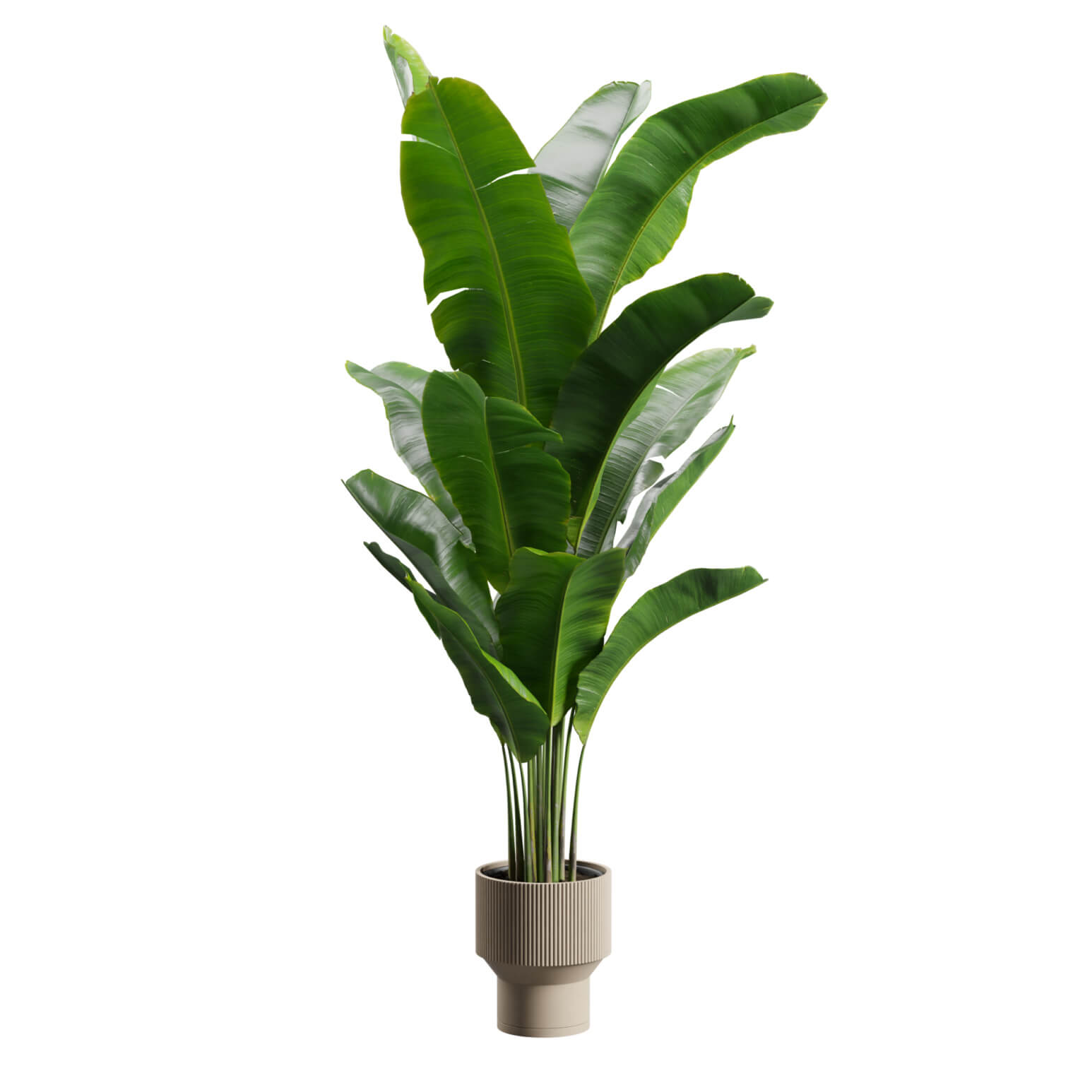Potted Strelitzia Reginae - 3D Model by AllQuad