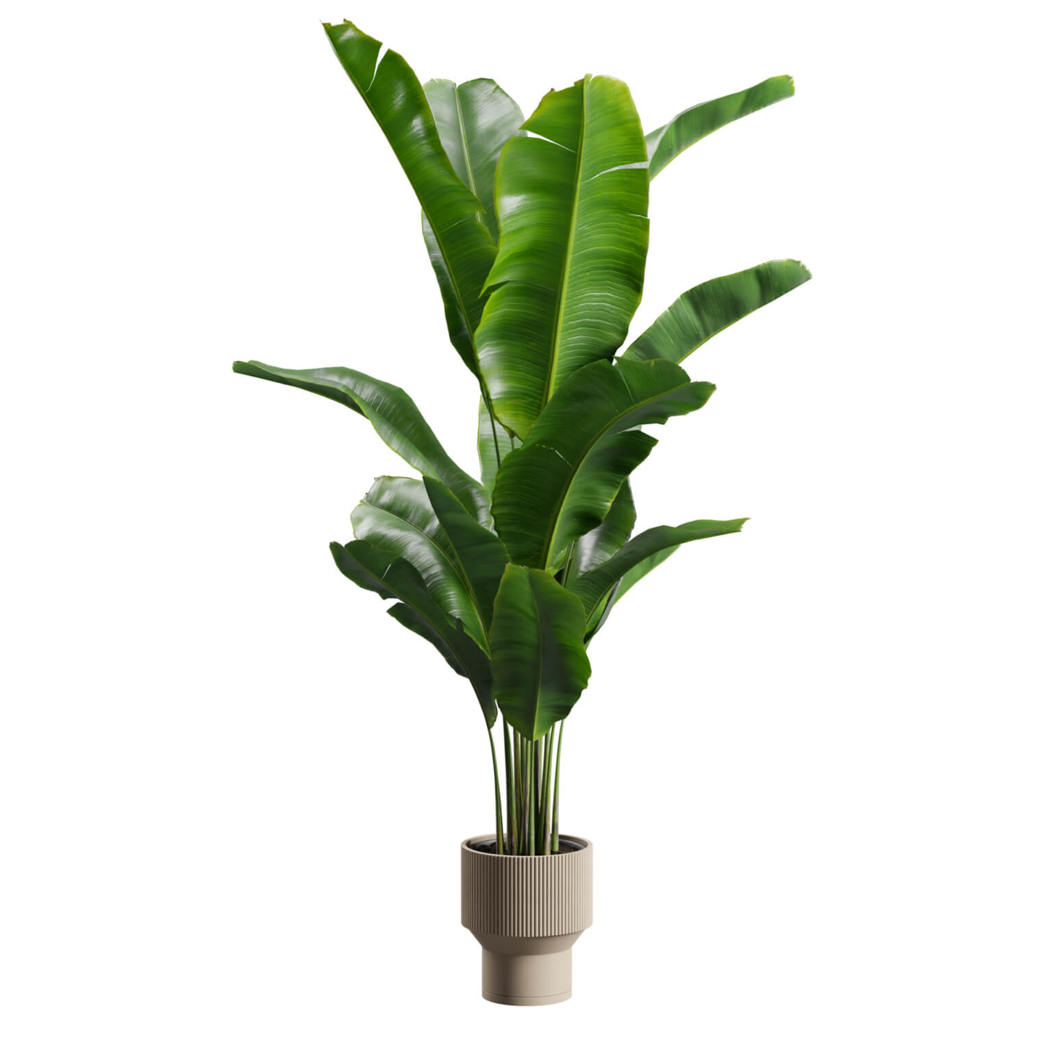 Potted Strelitzia Reginae - 3D Model by AllQuad