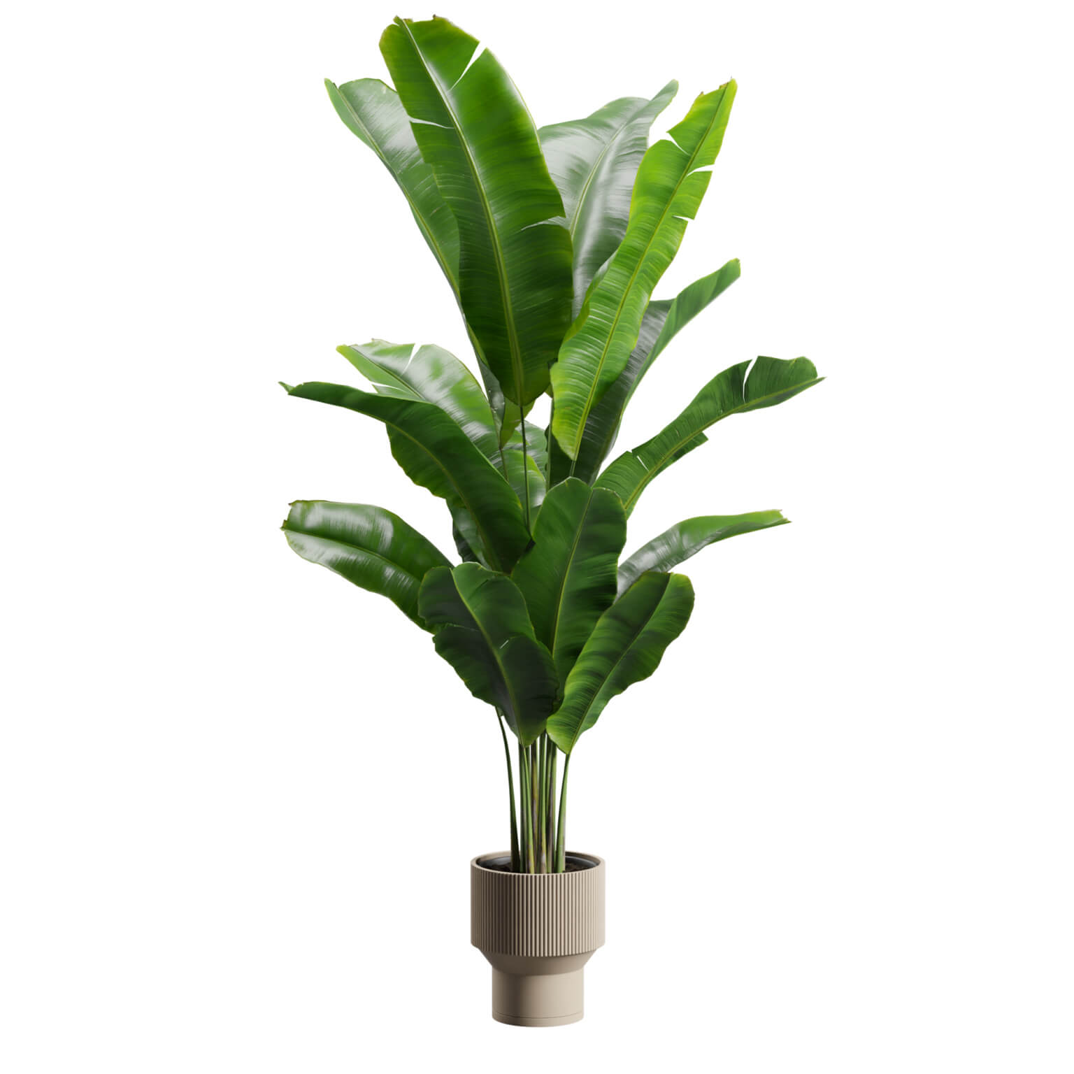 Potted Strelitzia Reginae - 3D Model by AllQuad