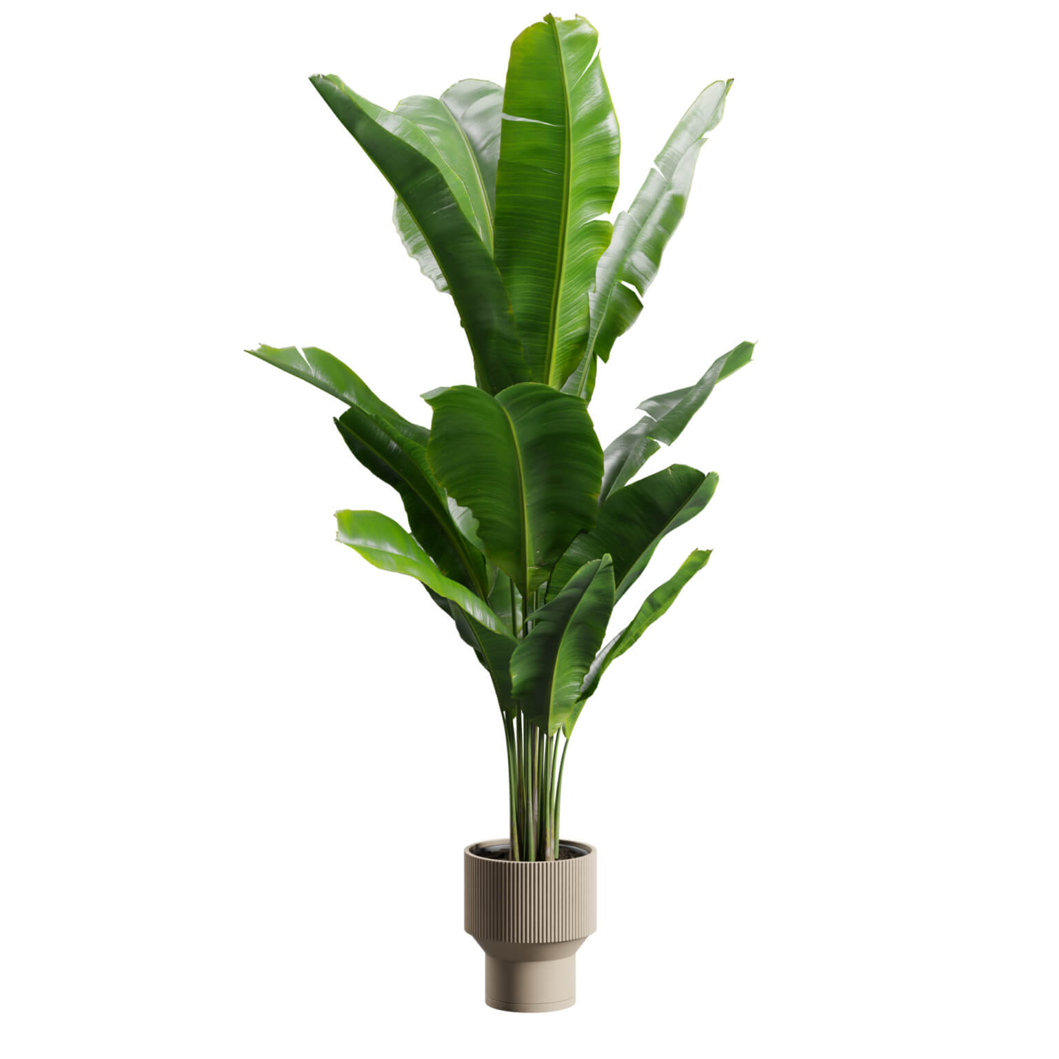 Potted Strelitzia Reginae - 3D Model by AllQuad