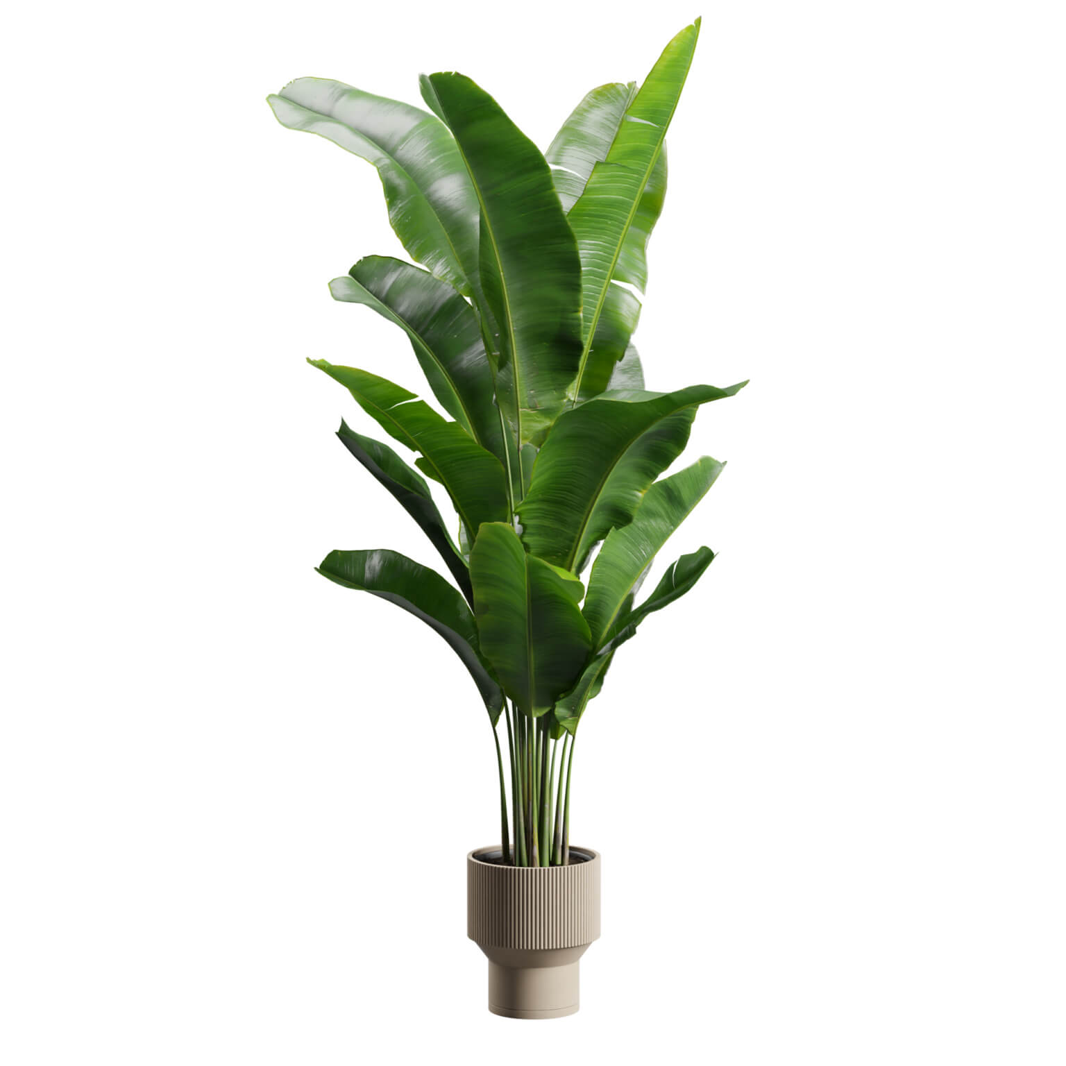 Potted Strelitzia Reginae - 3D Model by AllQuad
