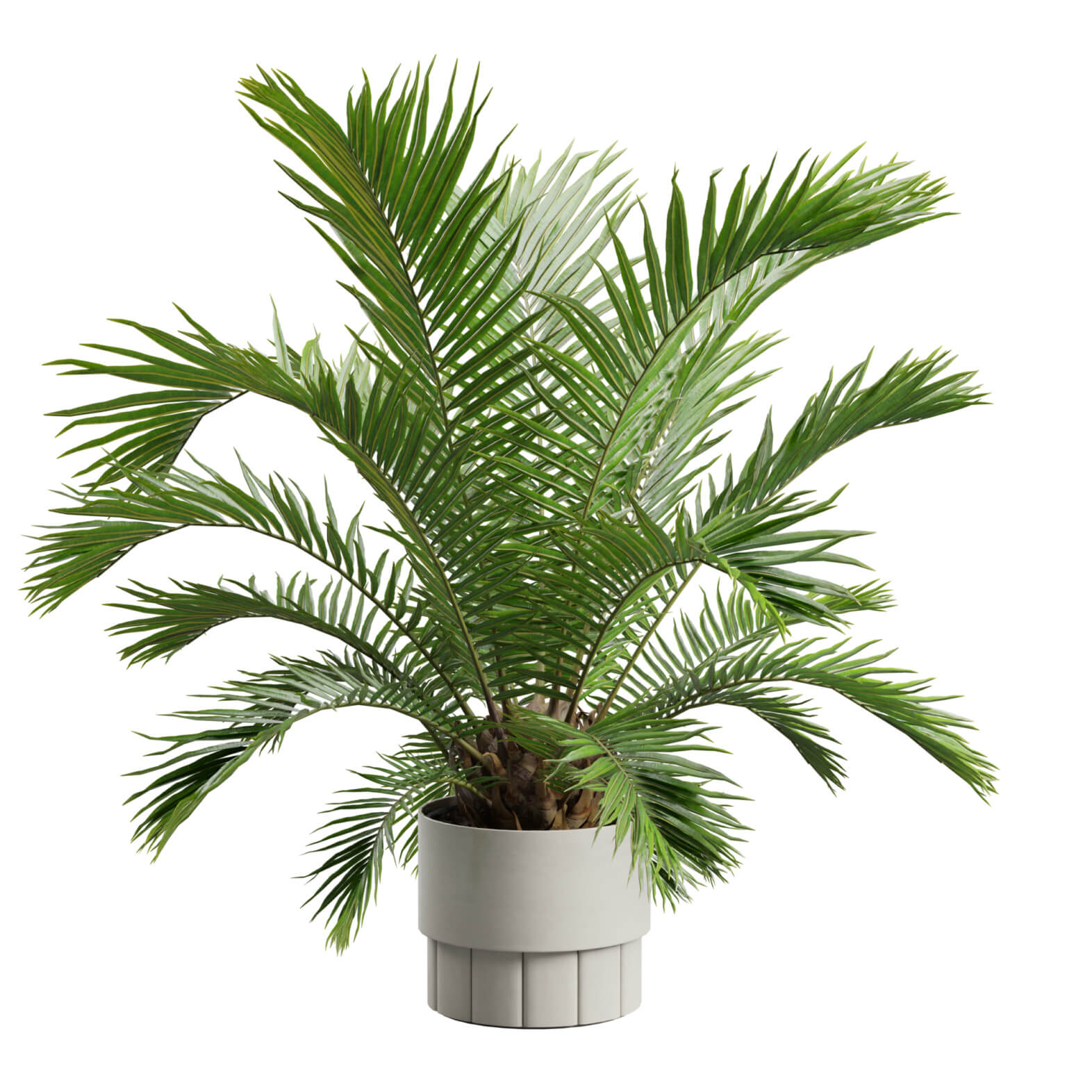 Sago Palm - Cycas Revoluta 3D Model by AllQuad