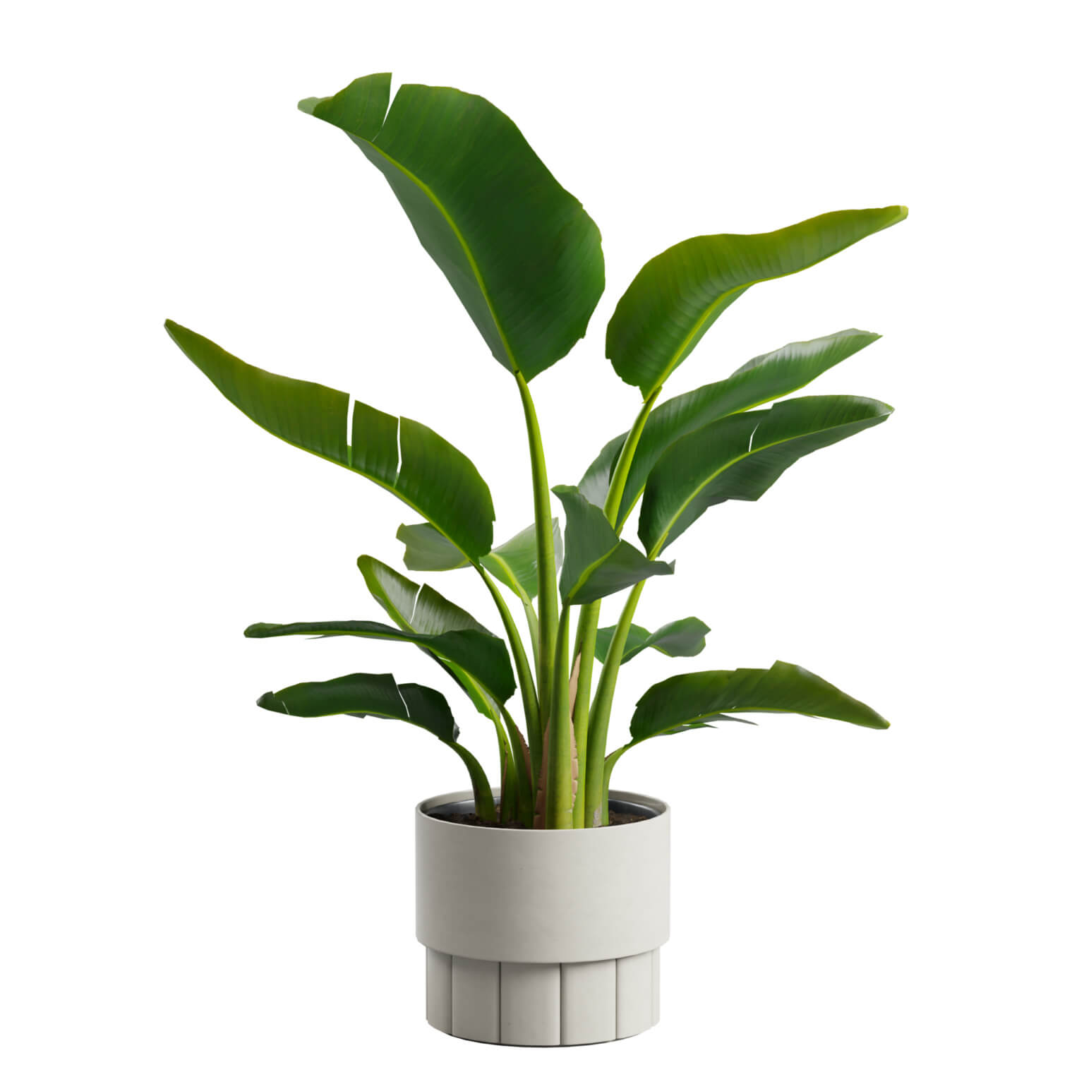 Small Strelitzia Plant - 3D Model by AllQuad
