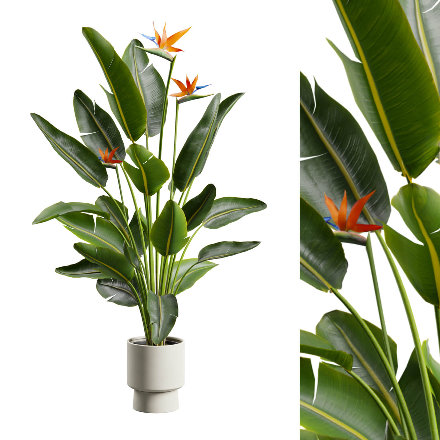 Strelitzia Nicolai - Bird of Paradise Plant 3D Model by AllQuad