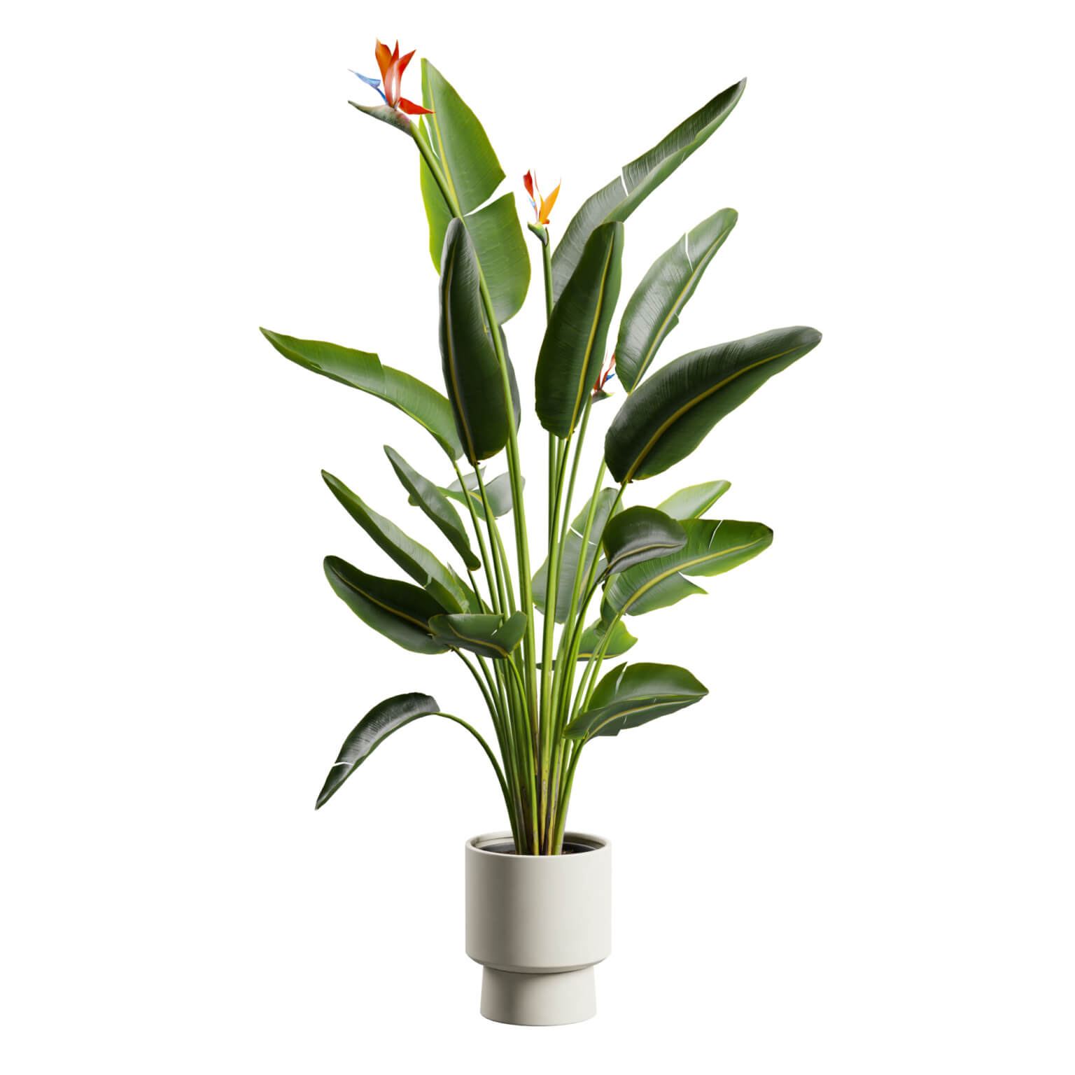 Strelitzia Nicolai - Bird of Paradise Plant 3D Model by AllQuad
