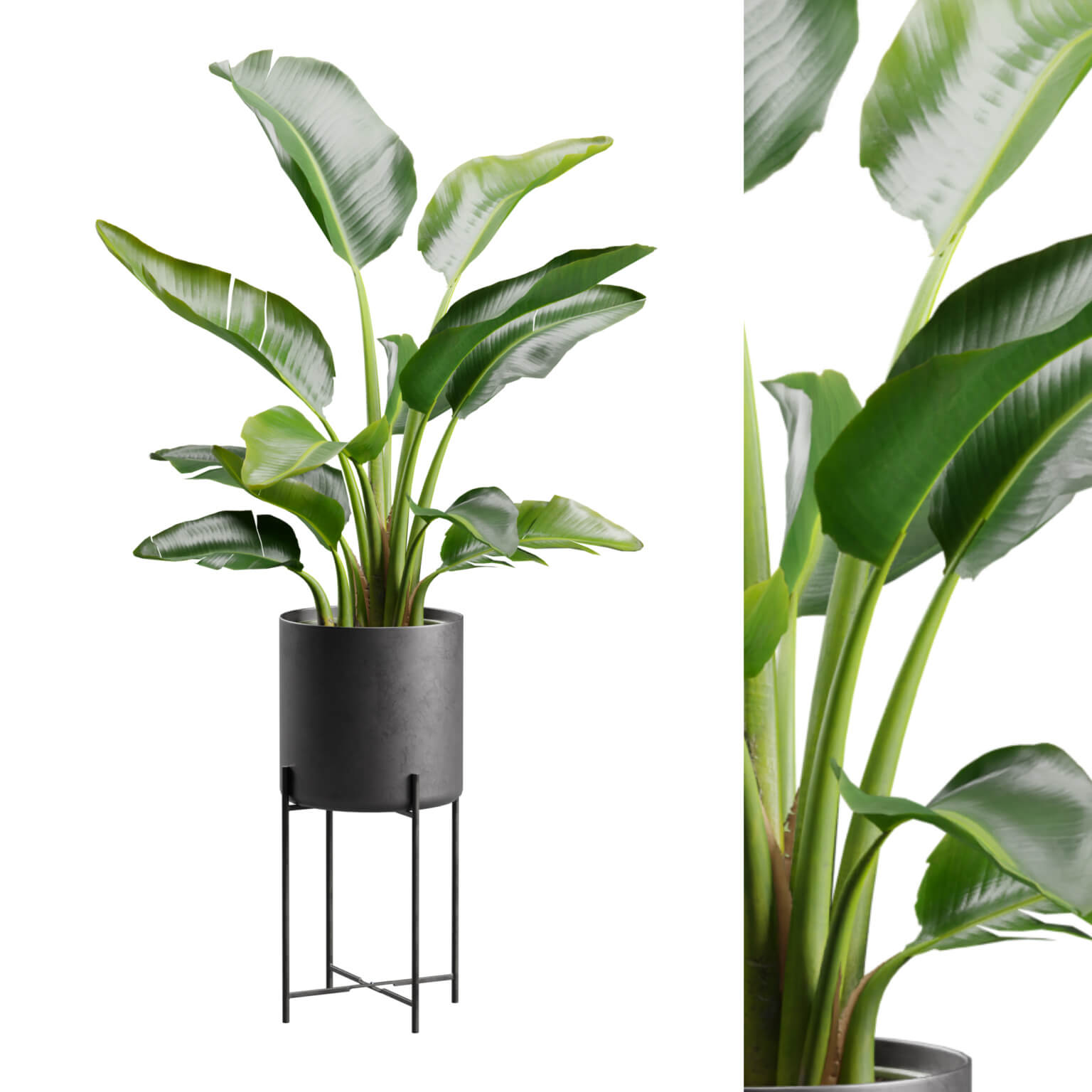 Strelitzia Nicolai Metal Stand - 3D Model by AllQuad