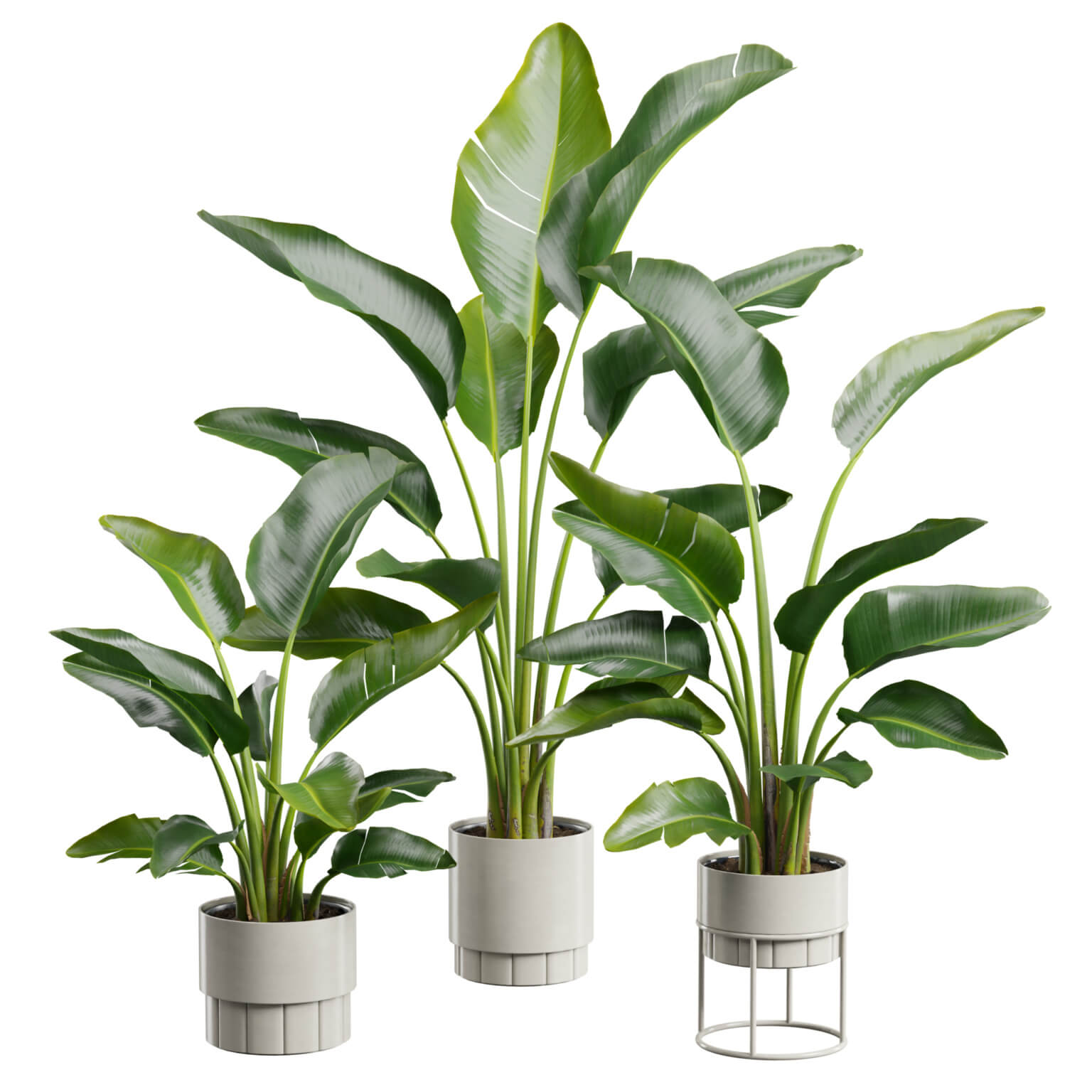 Strelitzia Nicolai Plant Set - 3D Model by AllQuad
