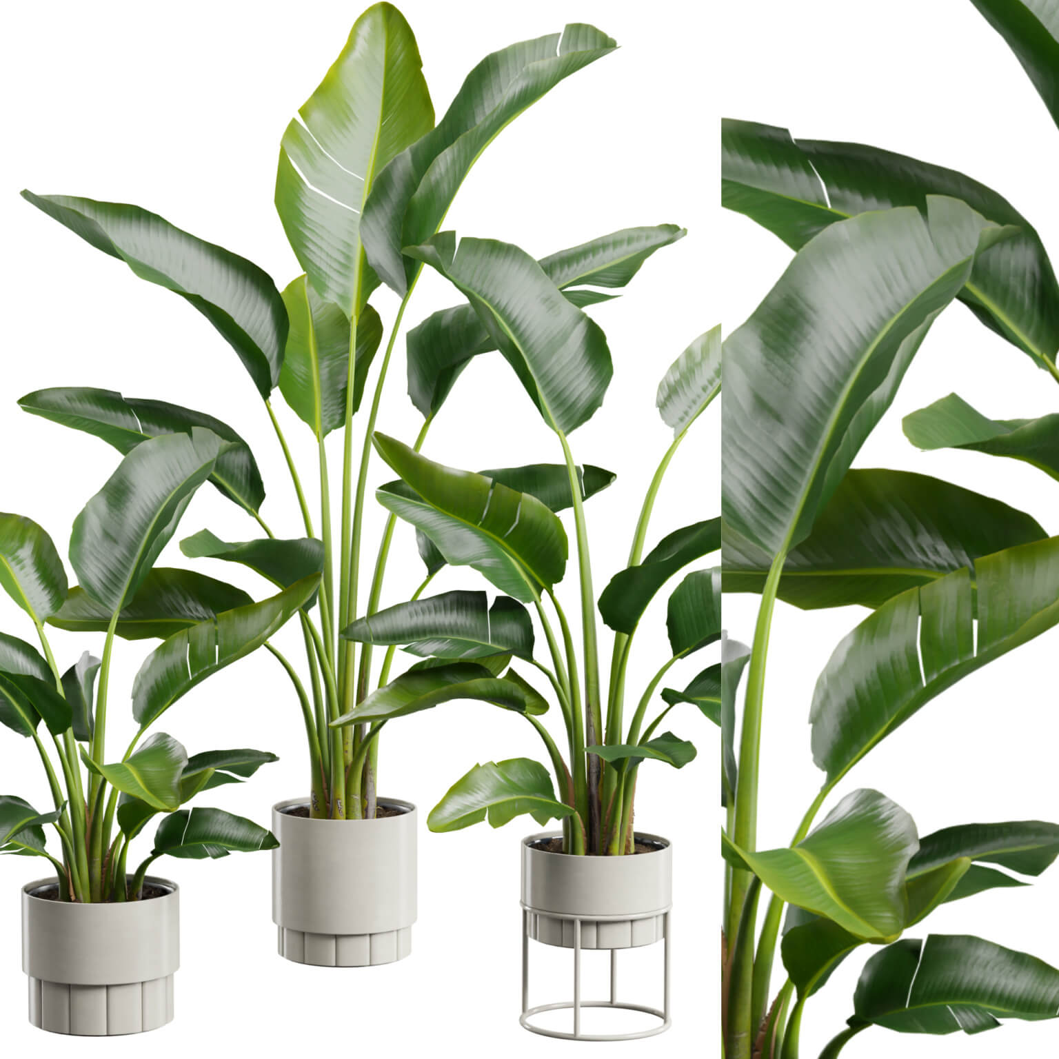 Strelitzia Nicolai Plant Set - 3D Model by AllQuad