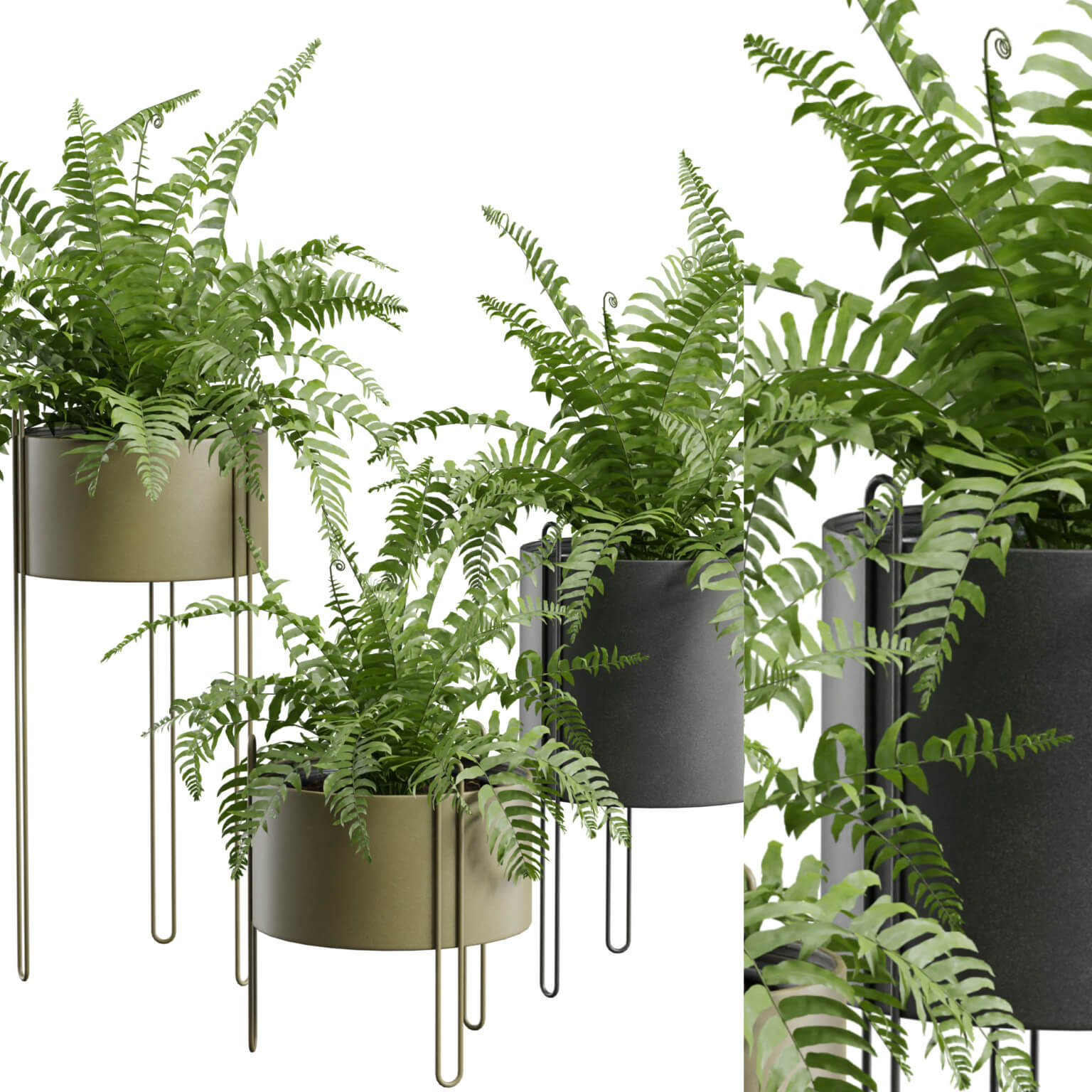 Sword Fern Plant Set - 3D Model by AllQuad