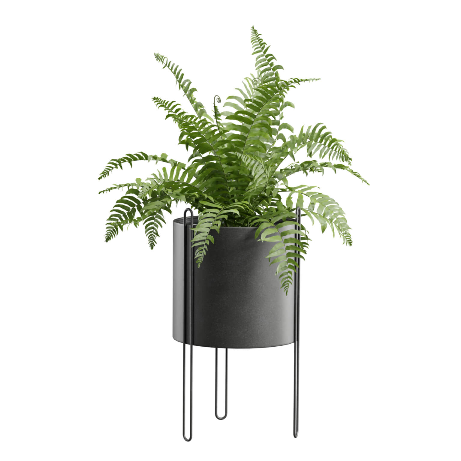 Sword Fern Plant Set - 3D Model by AllQuad