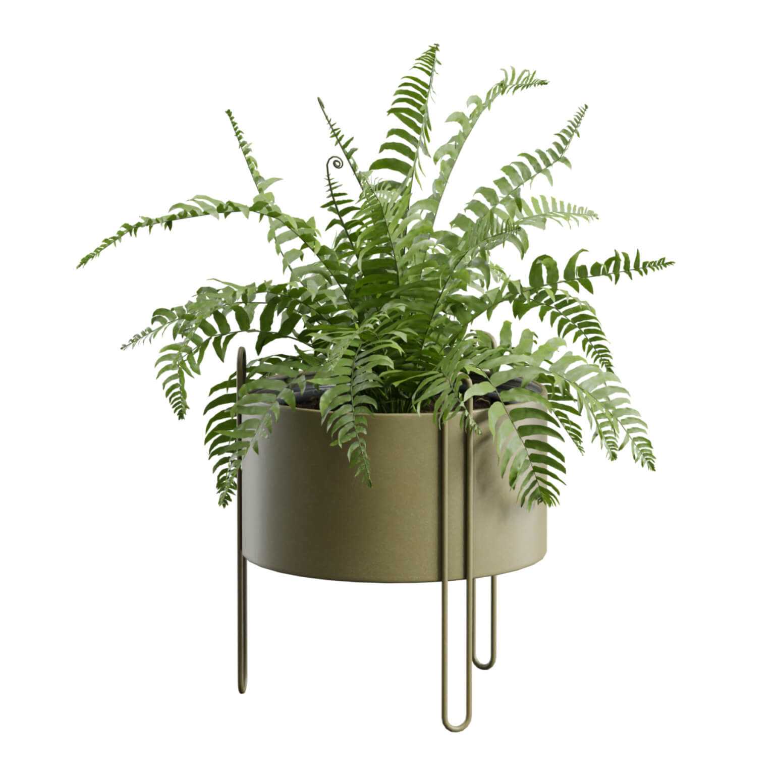 Sword Fern Plant Set - 3D Model by AllQuad