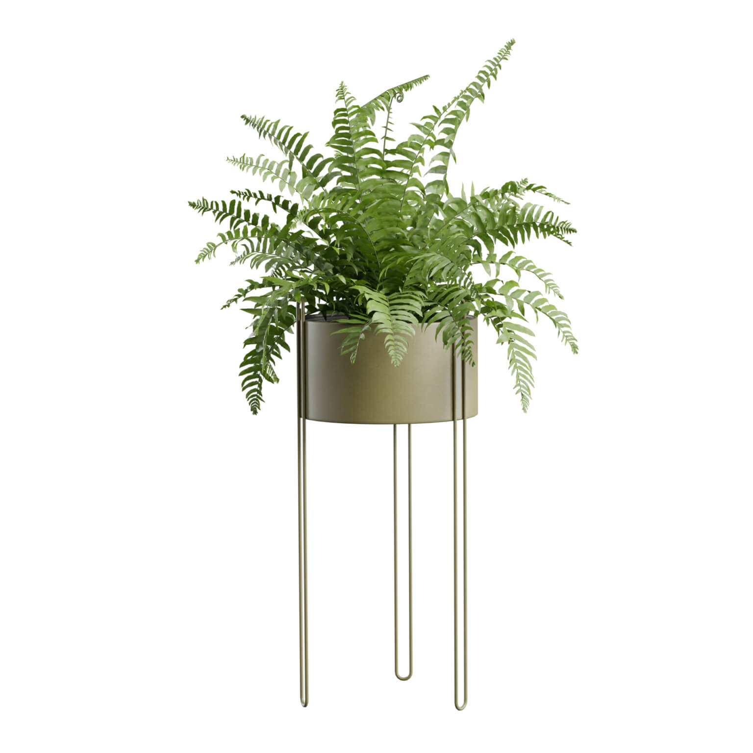 Sword Fern Plant Set - 3D Model by AllQuad