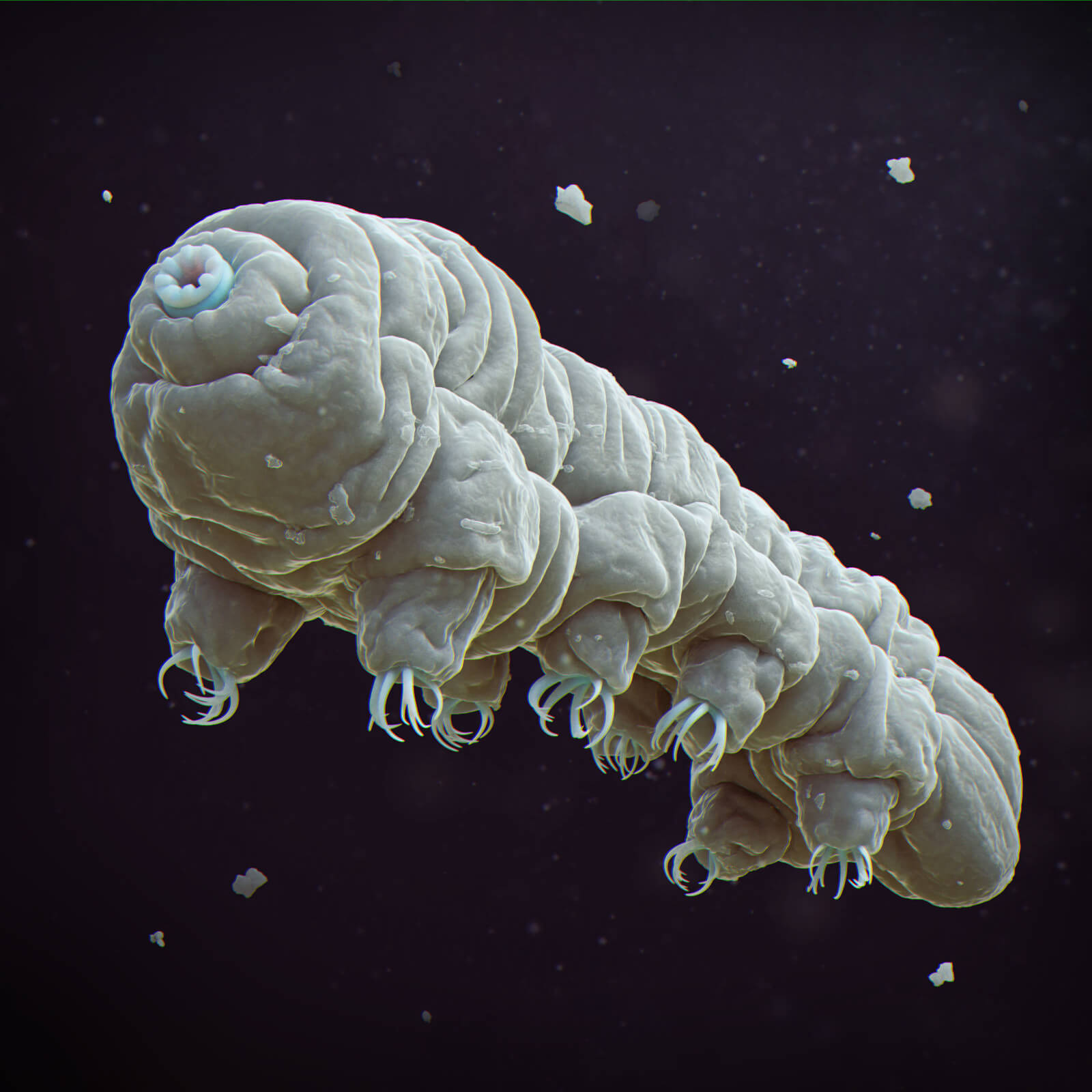 Tardigrade 3D Render, Digital Art by AnDu