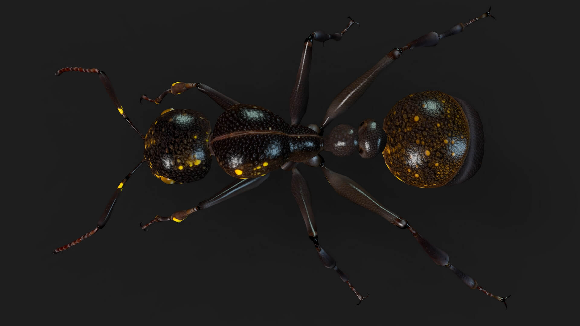 Ant A1 Animated - 3D Model by Animated3d