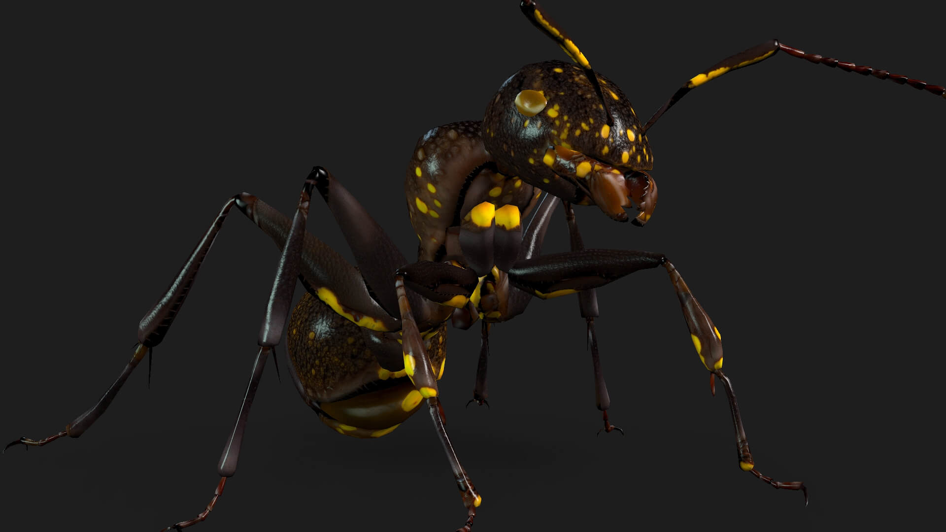 Ant A1 Animated - 3D Model by Animated3d