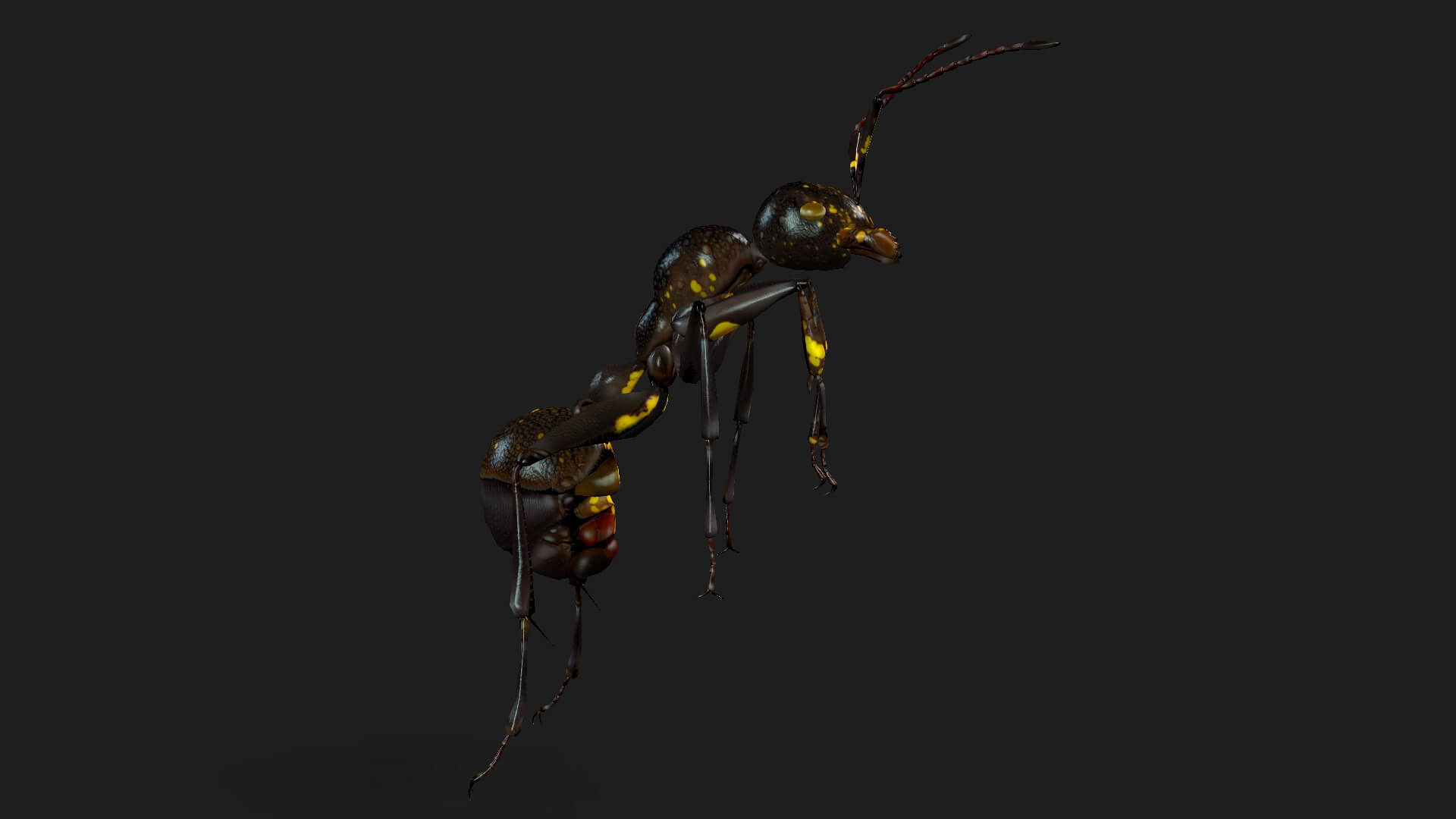 Ant A1 Animated - 3D Model by Animated3d