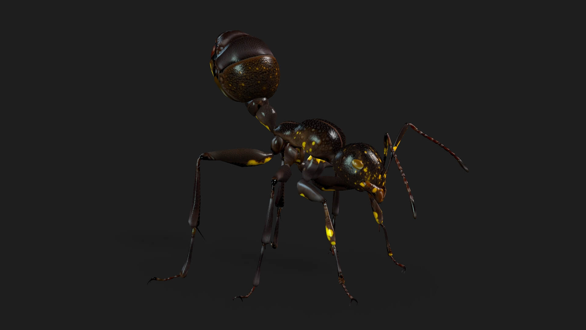 Ant A1 Animated - 3D Model by Animated3d