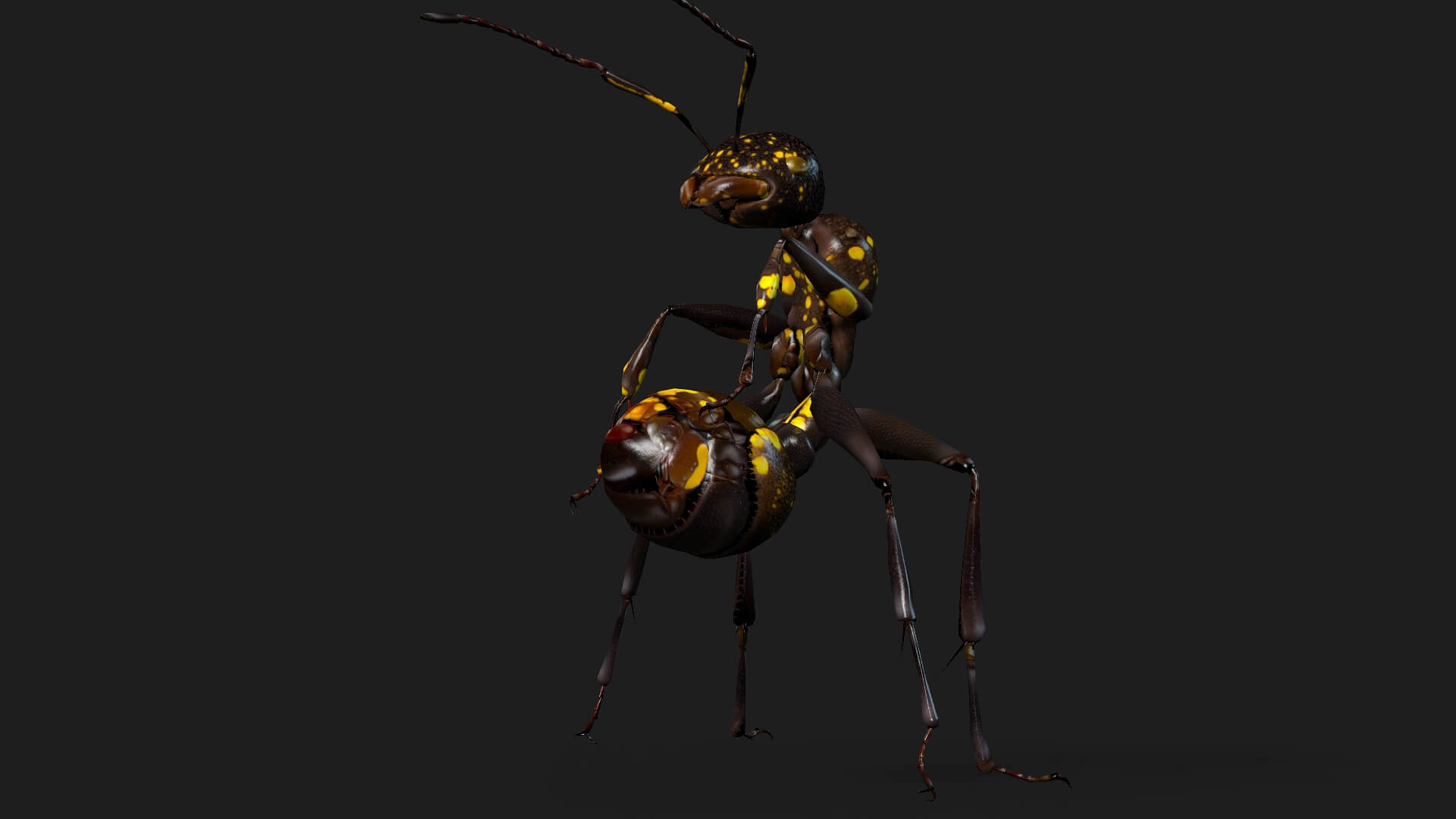 Ant A1 Animated - 3D Model by Animated3d