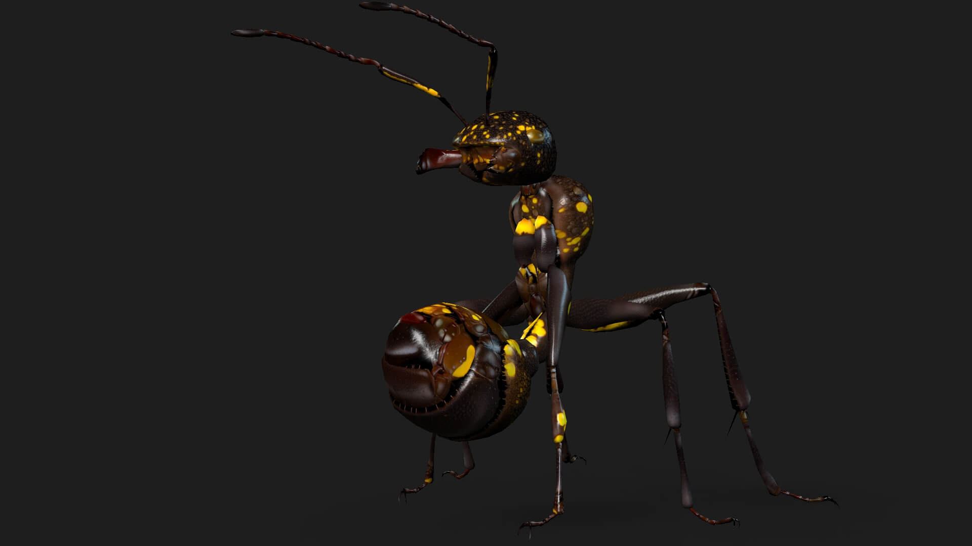 Ant A1 Animated - 3D Model by Animated3d