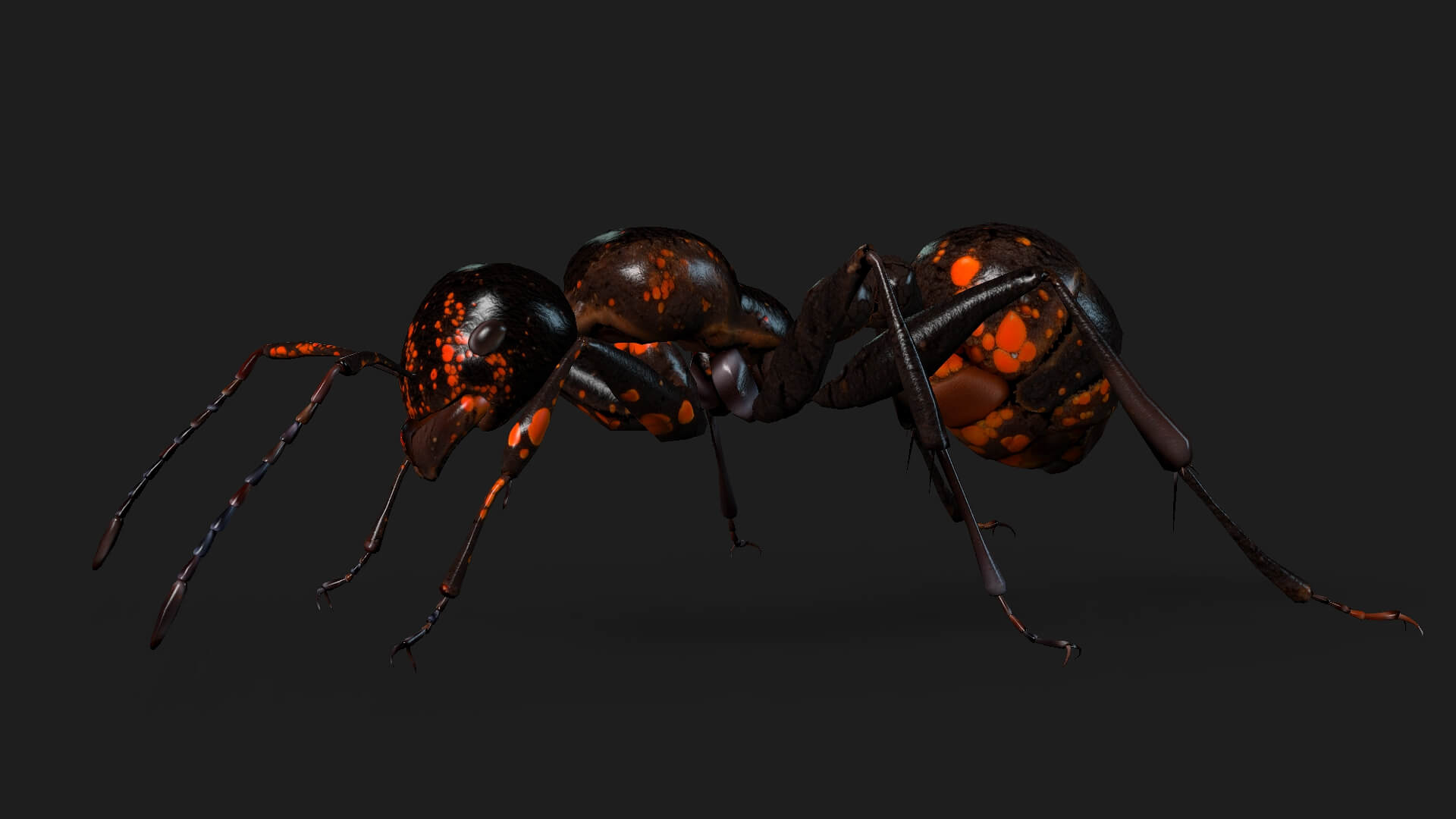 Ant A2 Animated - 3D Model by Animated3d