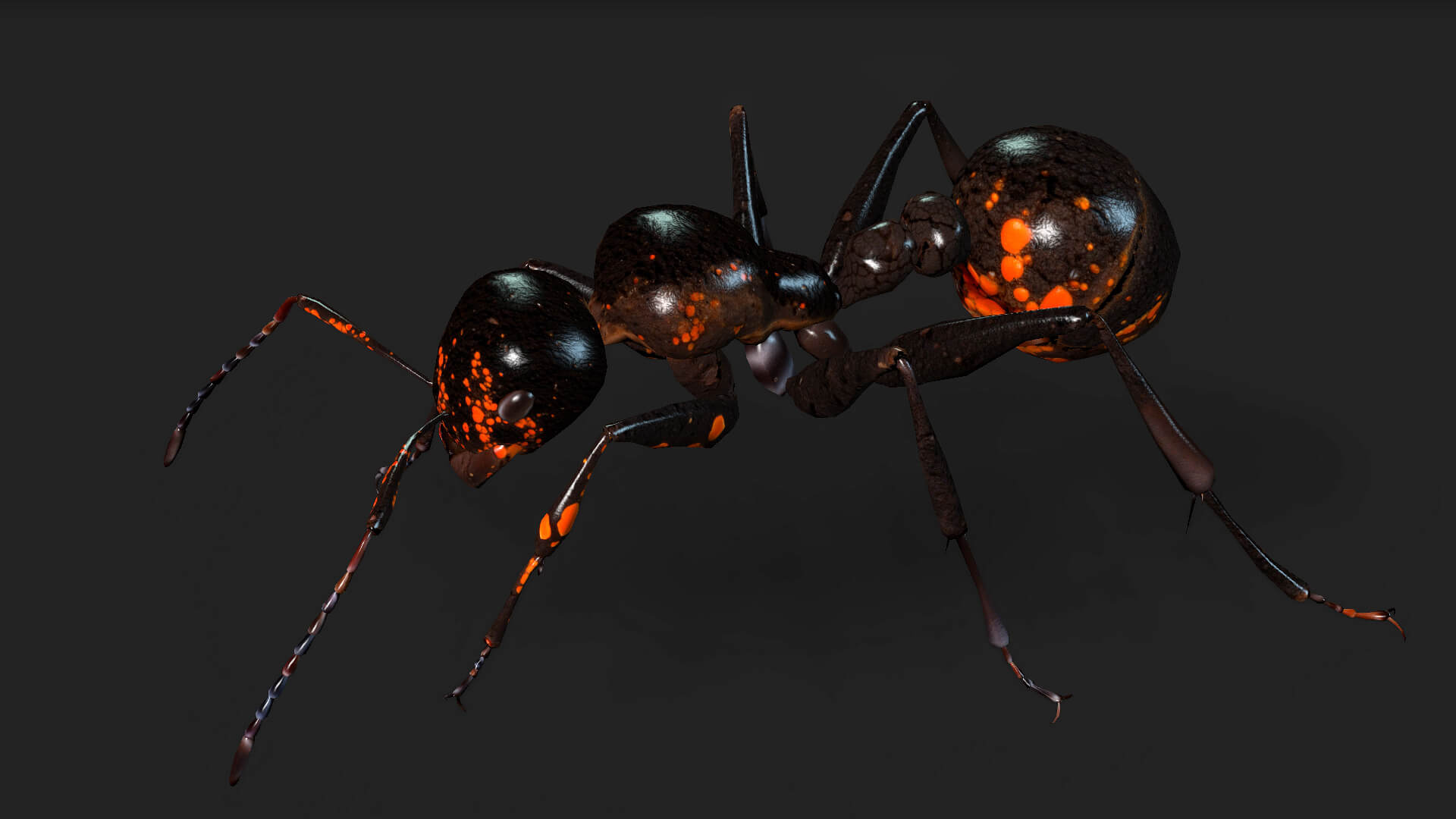 Ant-A2-Animated 3D Model by Animated3d