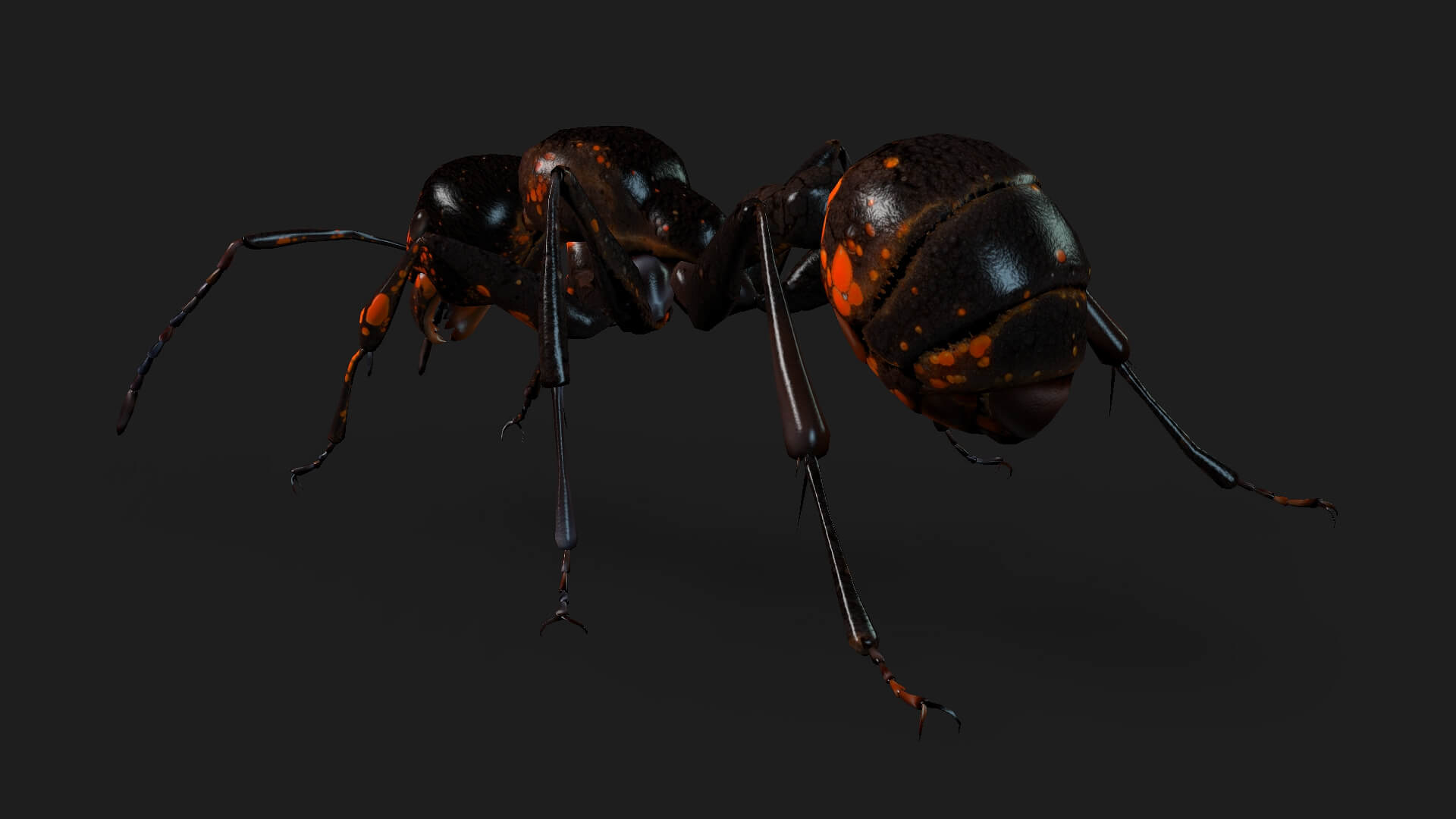 Ant-A2-Animated 3D Model by Animated3d
