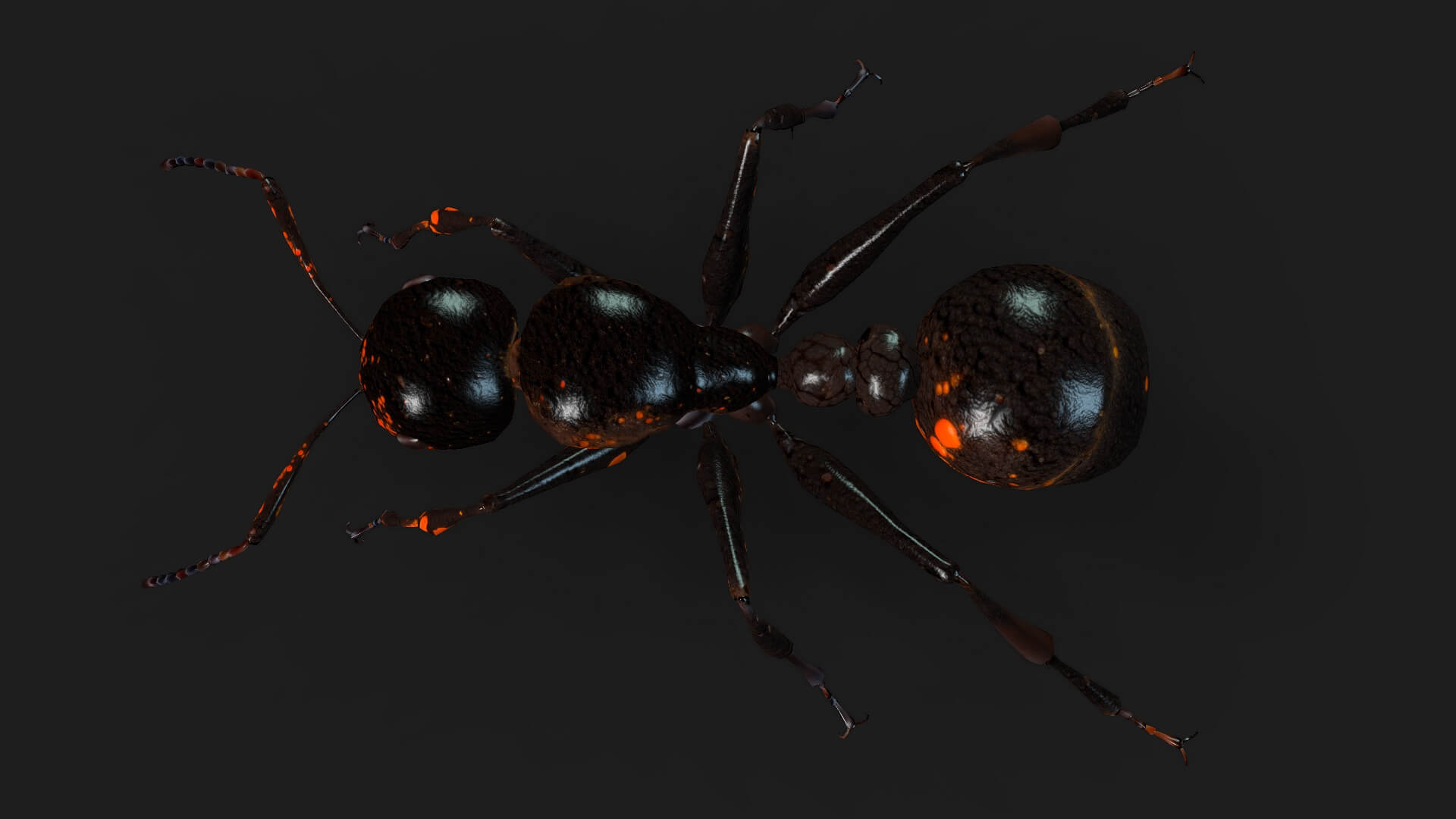 Ant-A2-Animated 3D Model by Animated3d