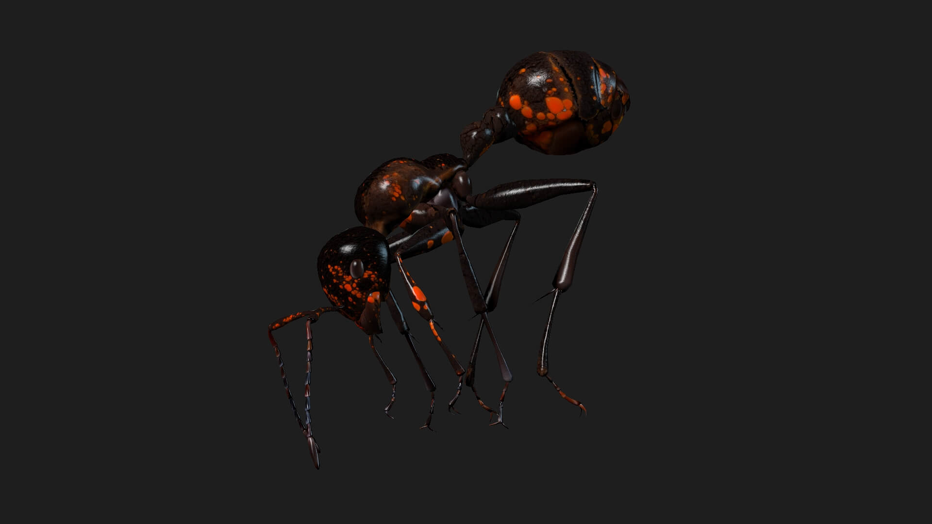 Ant A2 Animated - 3D Model by Animated3d