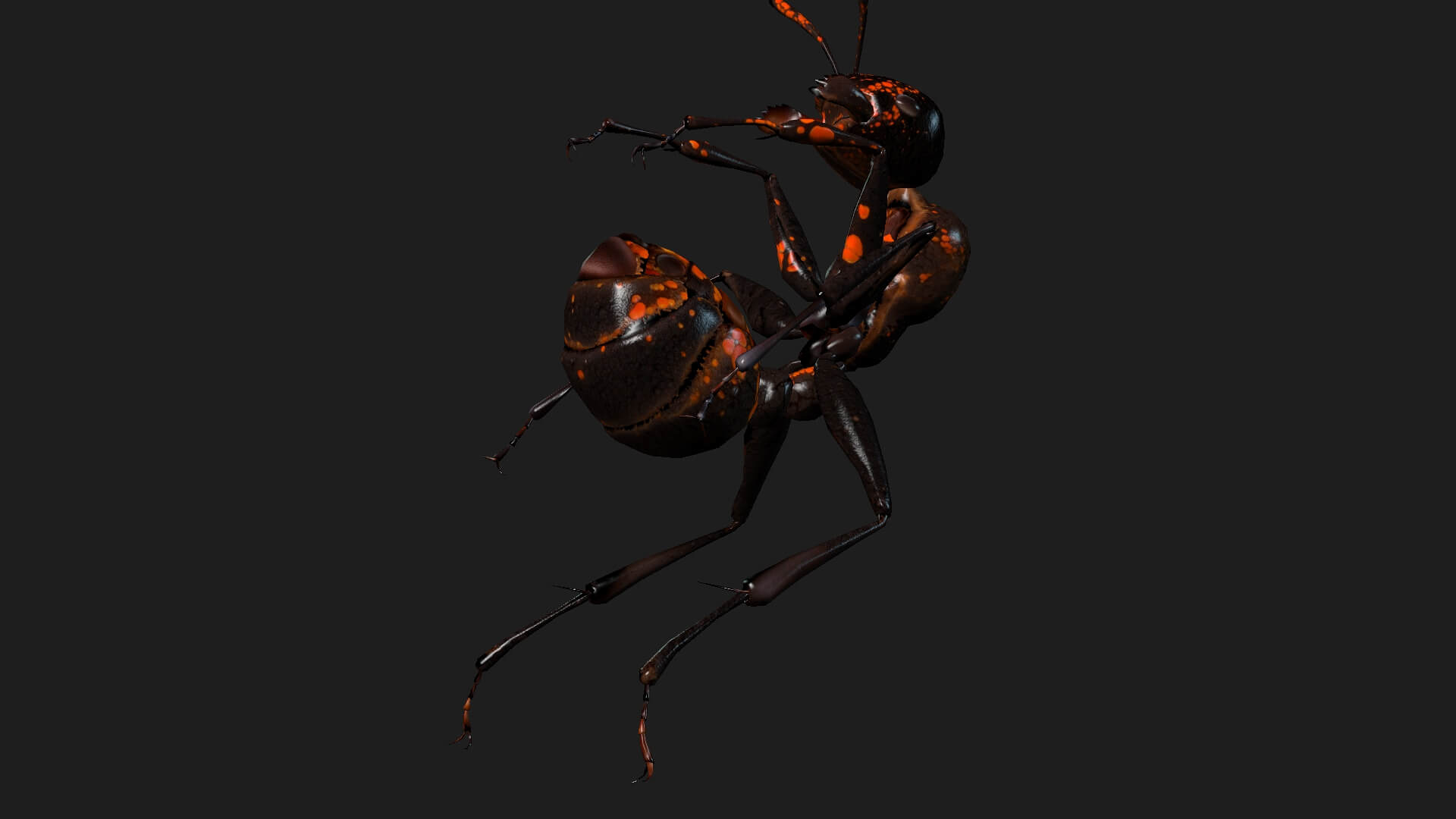 Ant-A2-Animated 3D Model by Animated3d