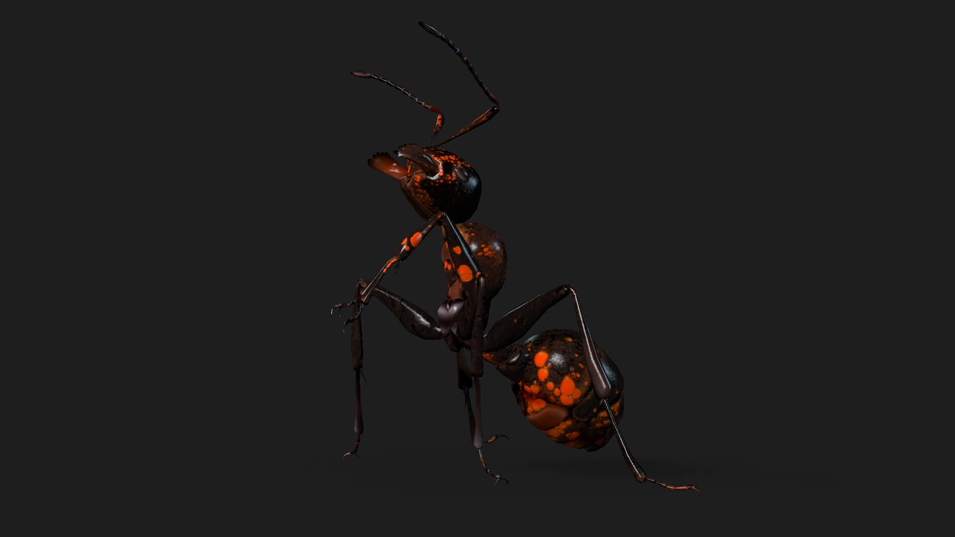 Ant-A2-Animated 3D Model by Animated3d