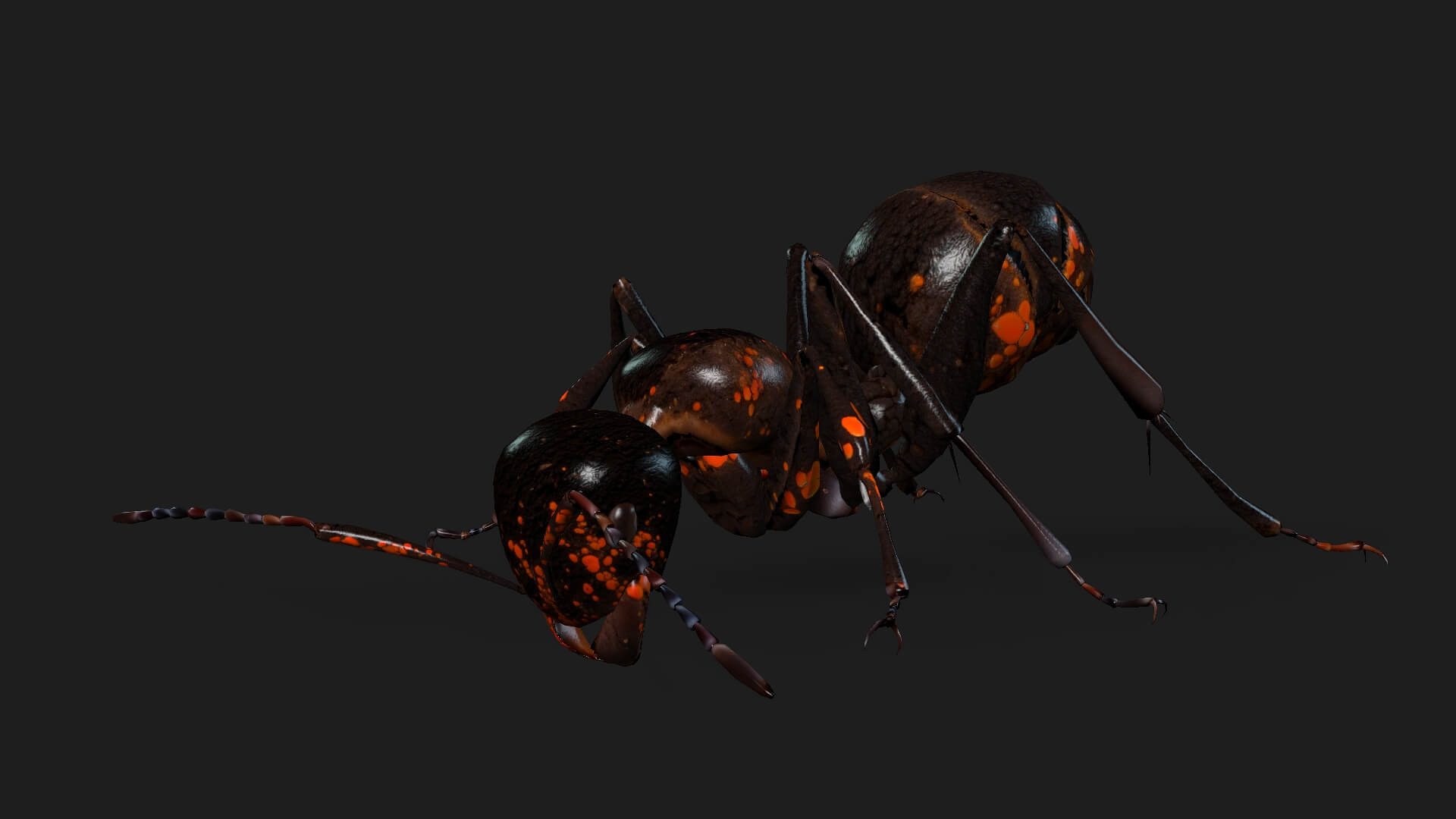 Ant-A2-Animated 3D Model by Animated3d