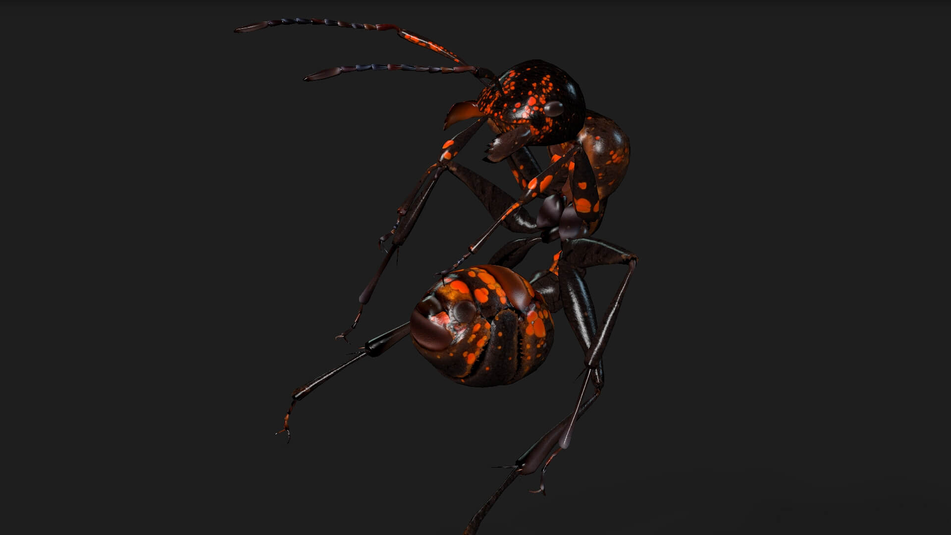 Ant A2 Animated - 3D Model by Animated3d