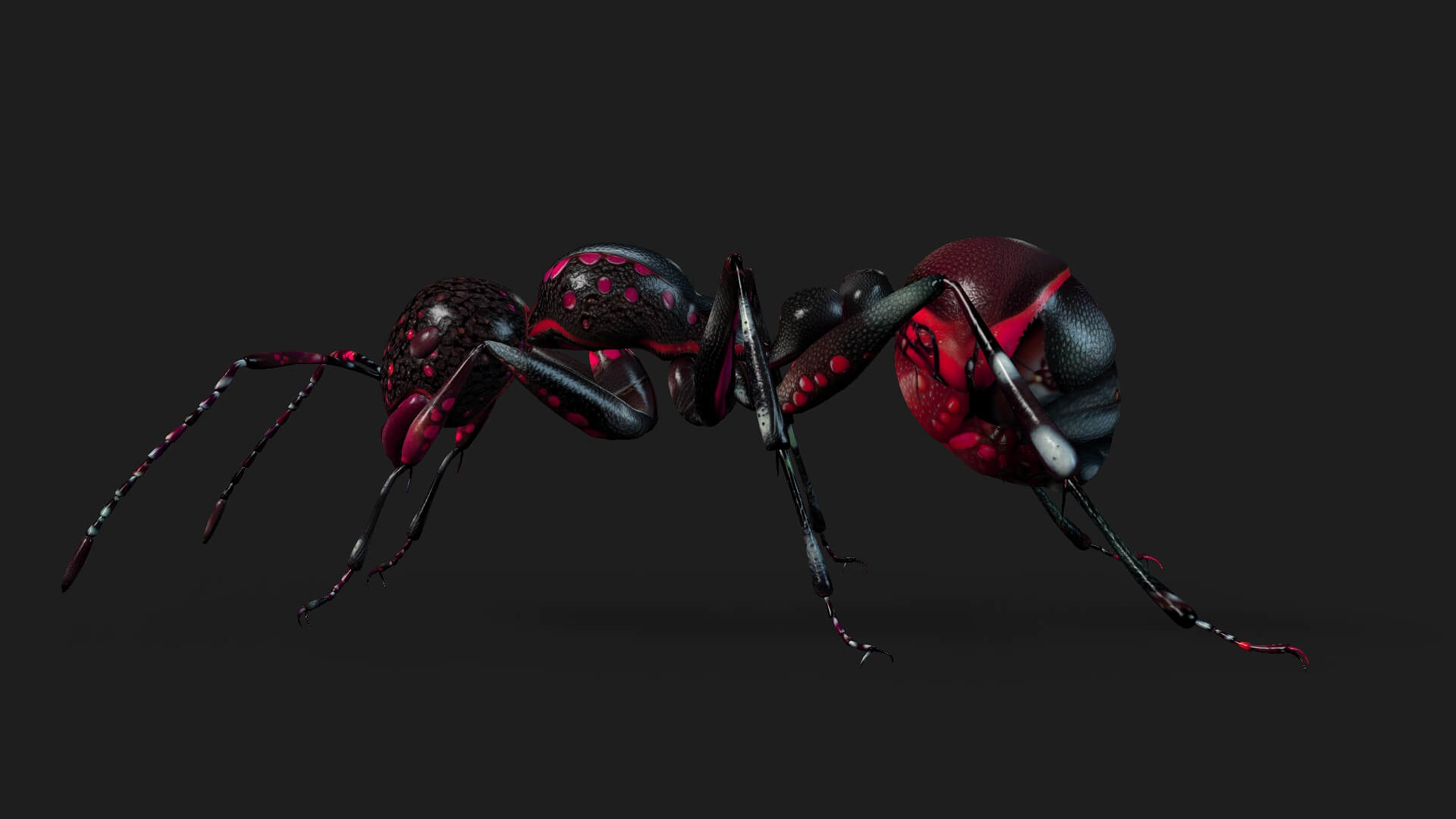 Ant-A3-Animated 3D Model by Animated3d
