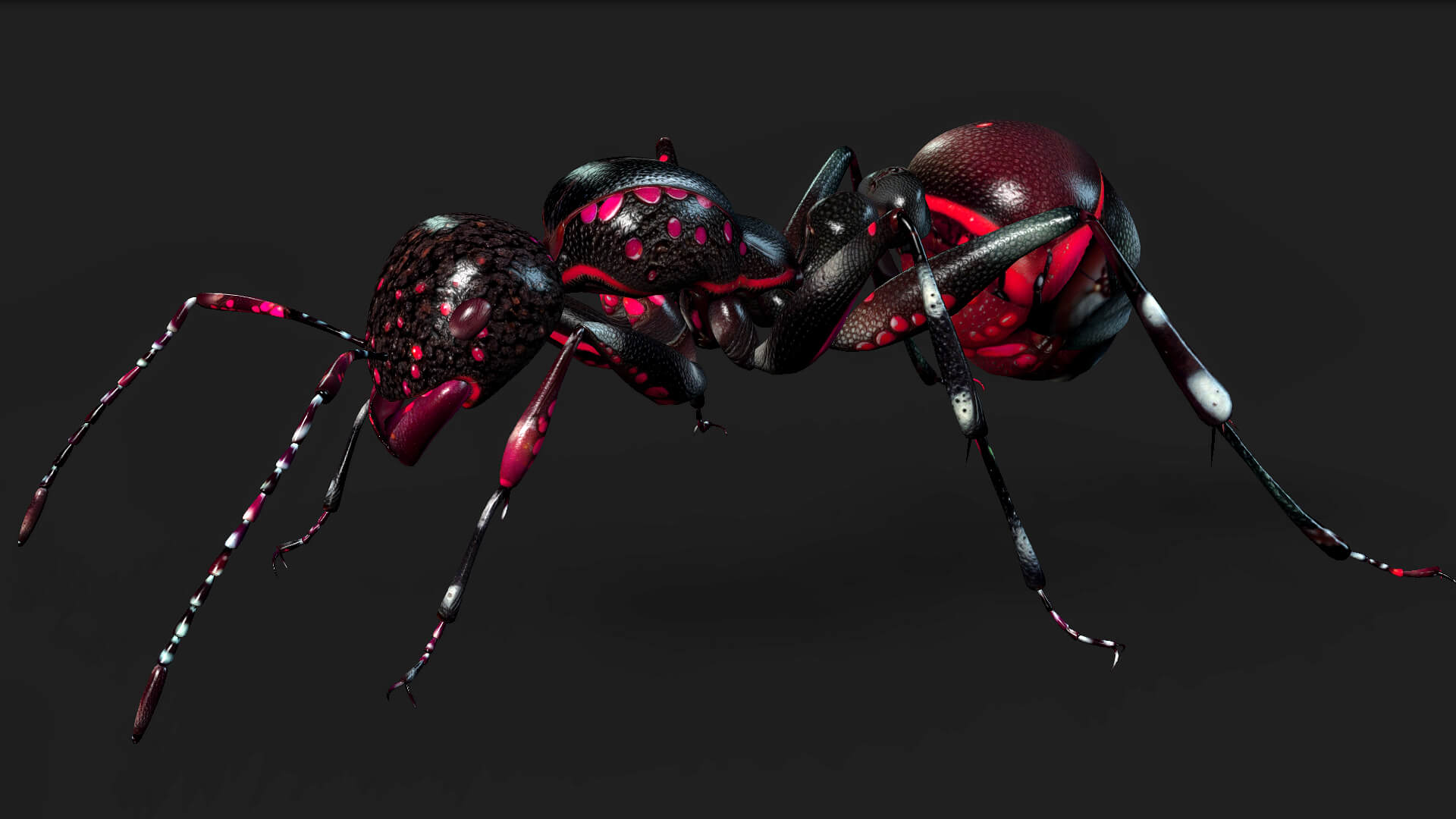 Ant A3 Animated - 3D Model by Animated3d