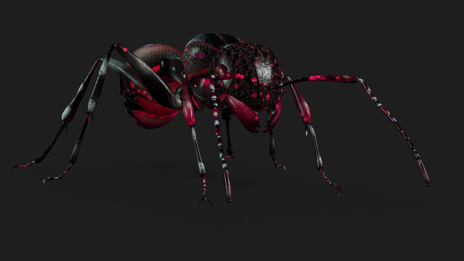 Ant-A3-Animated 3D Model by Animated3d