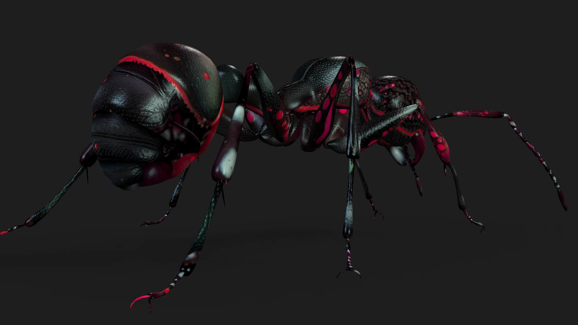 Ant-A3-Animated 3D Model by Animated3d