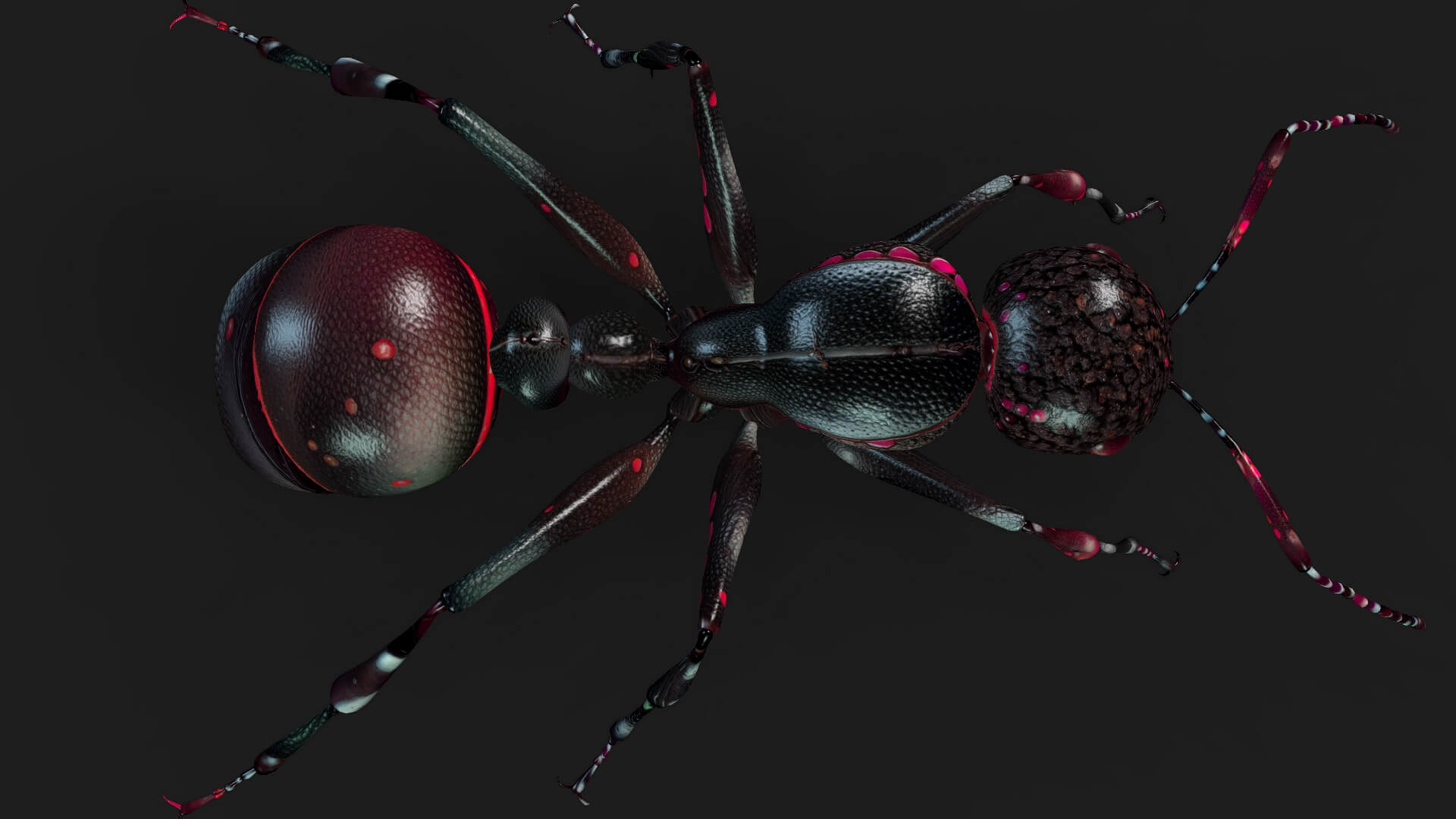Ant-A3-Animated 3D Model by Animated3d
