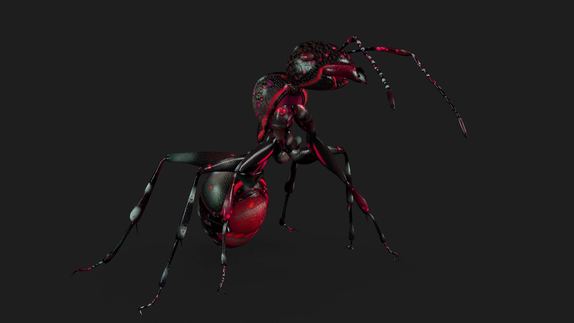 Ant-A3-Animated 3D Model by Animated3d