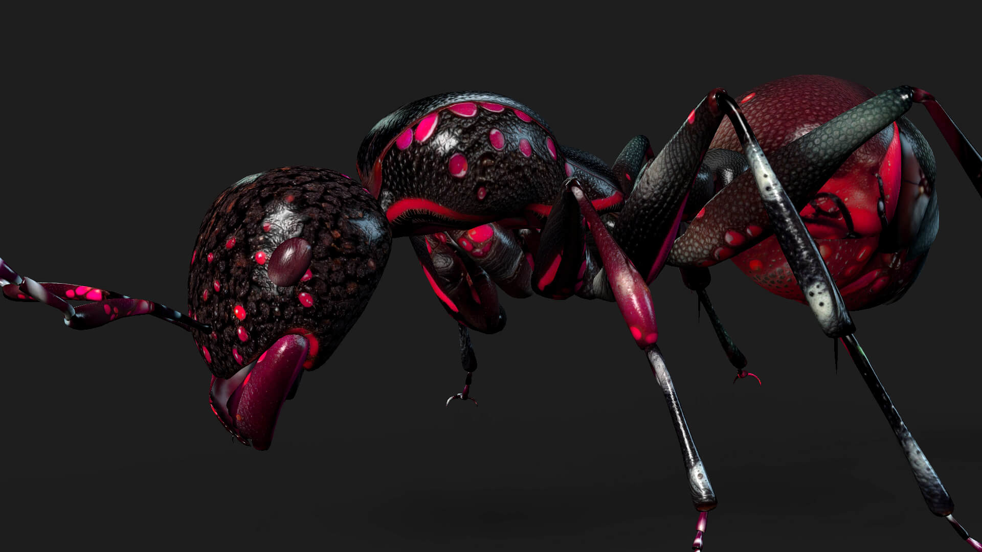 Ant A3 Animated - 3D Model by Animated3d