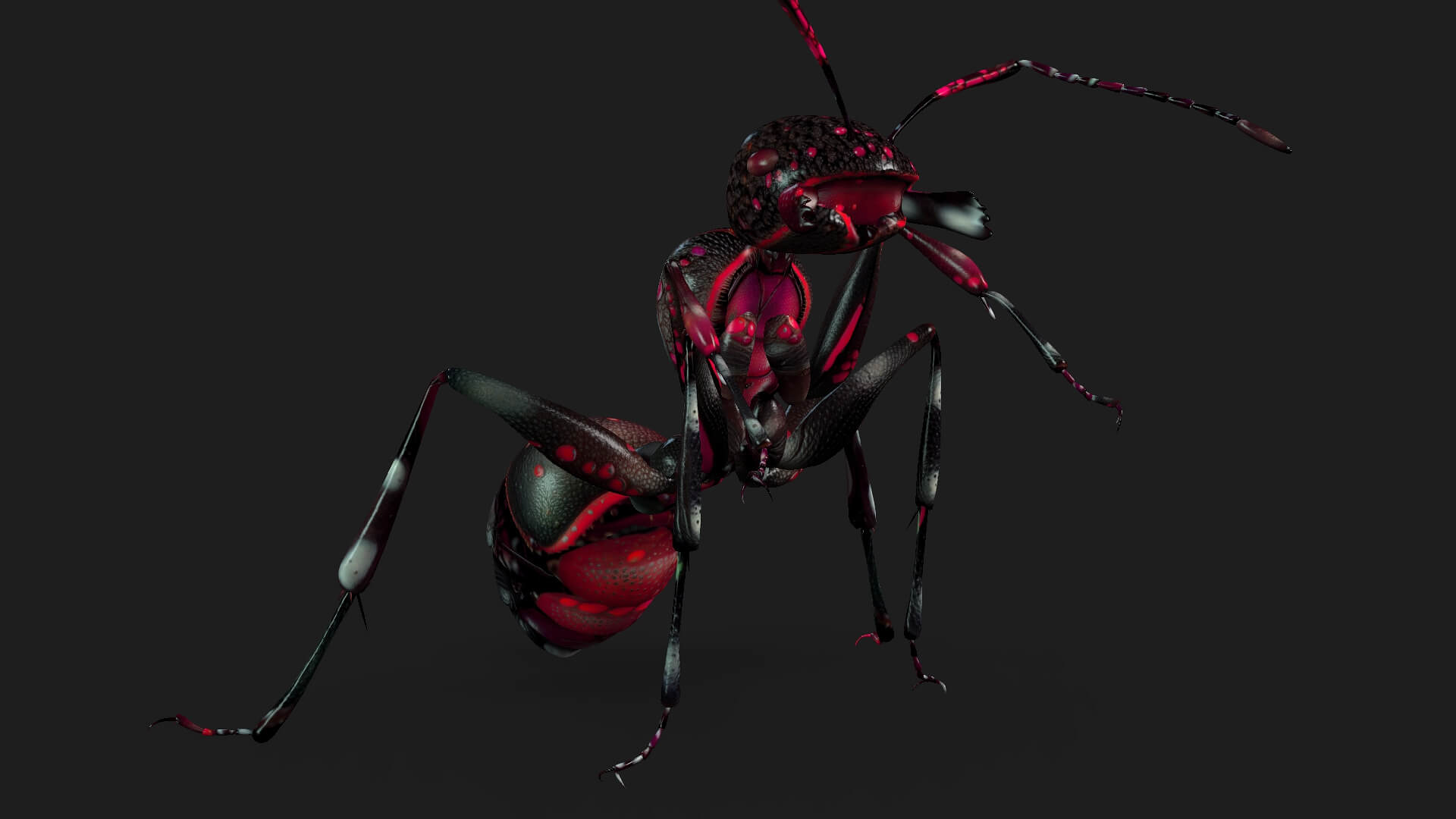 Ant-A3-Animated 3D Model by Animated3d