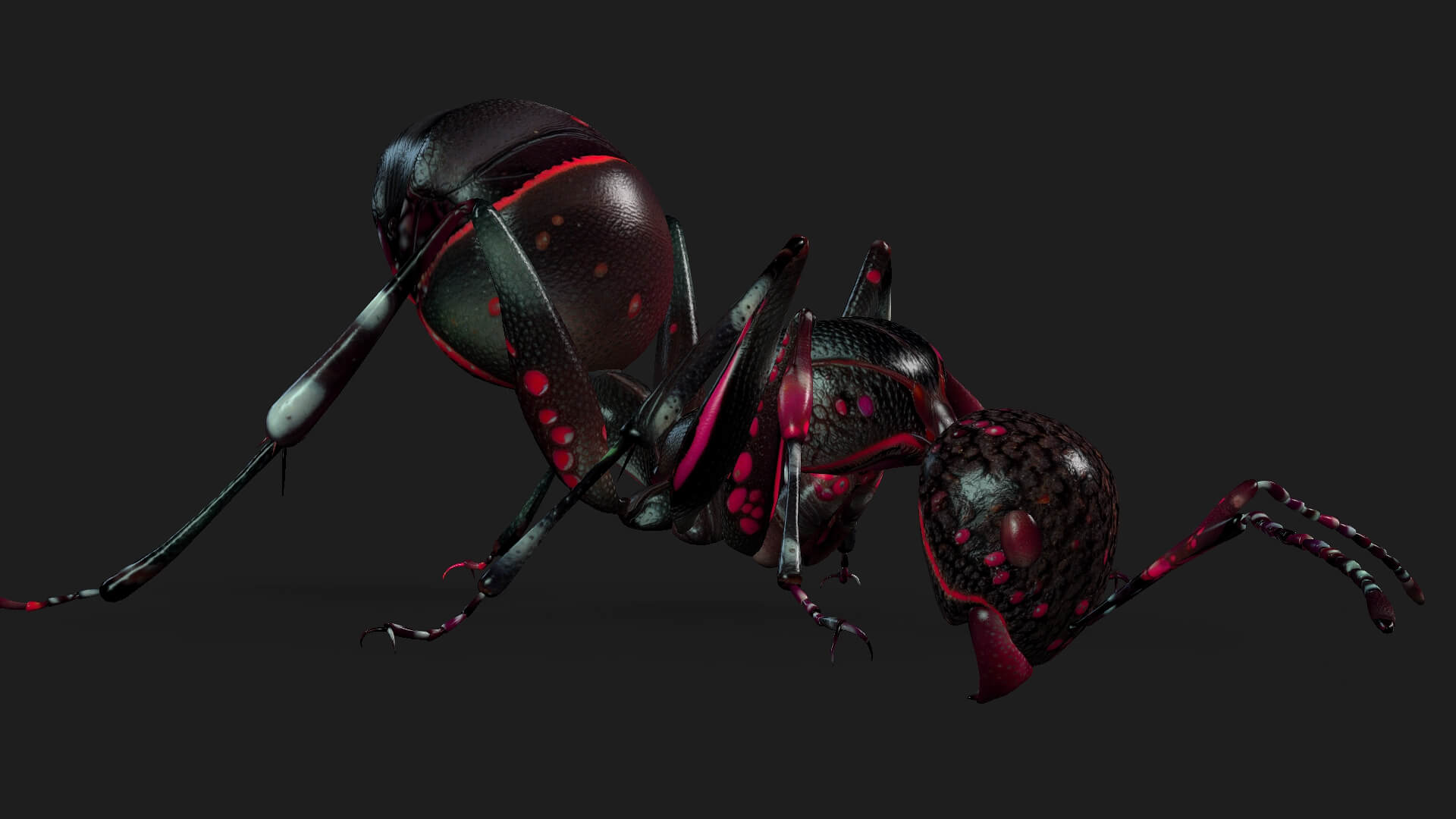 Ant-A3-Animated 3D Model by Animated3d