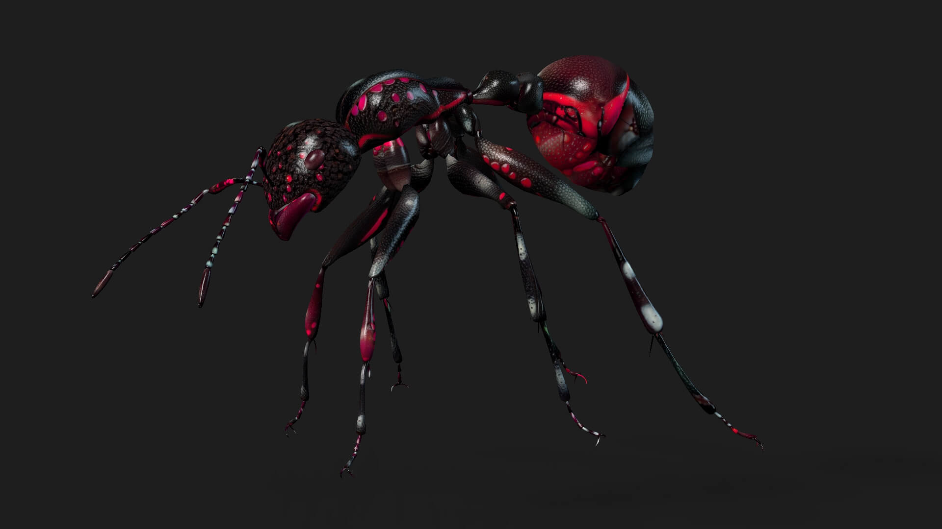 Ant-A3-Animated 3D Model by Animated3d