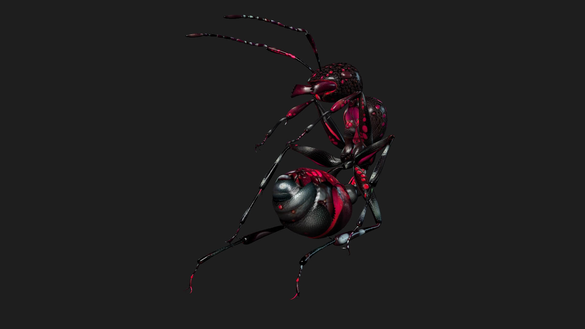 Ant-A3-Animated 3D Model by Animated3d