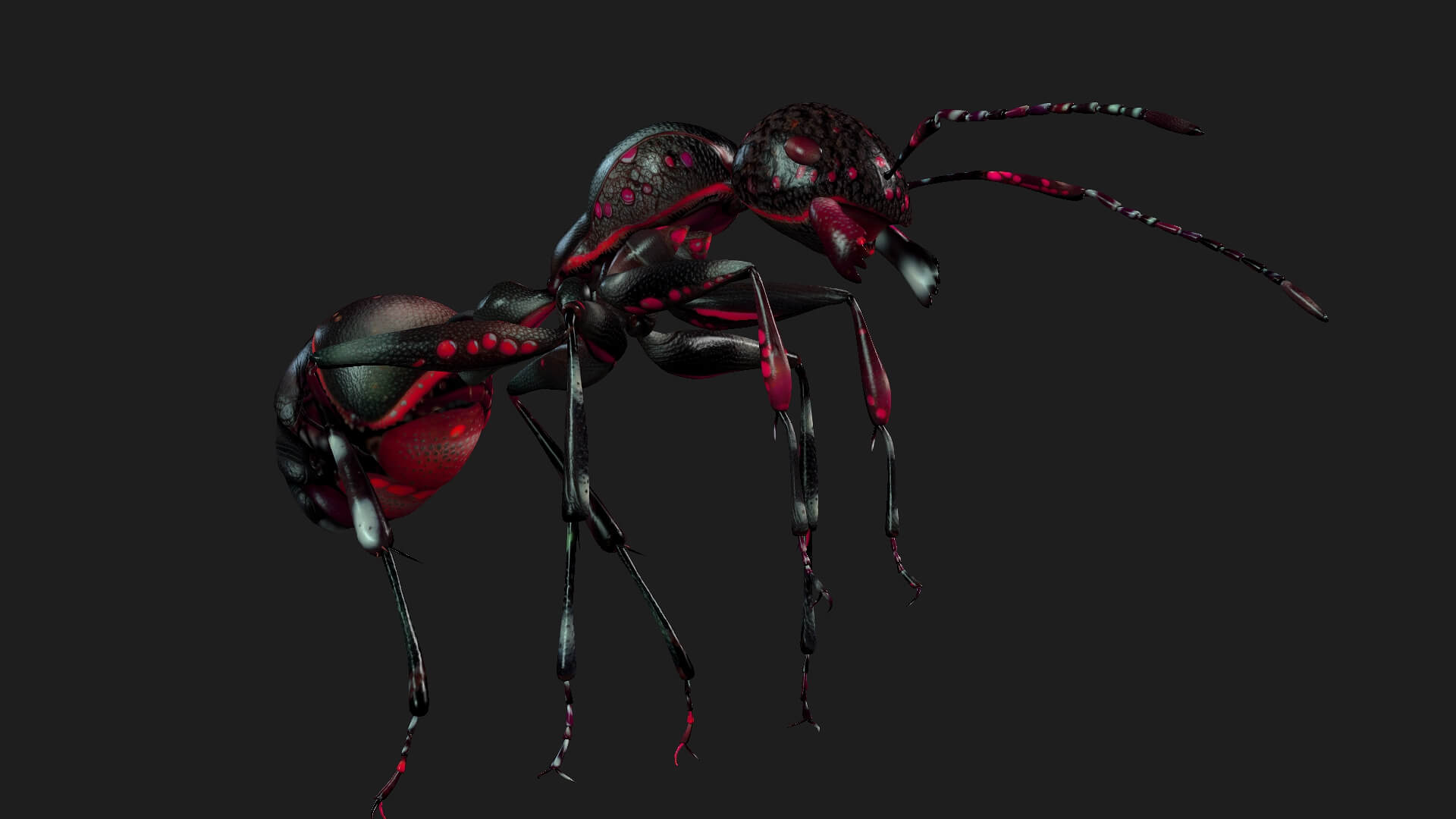 Ant-A3-Animated 3D Model by Animated3d