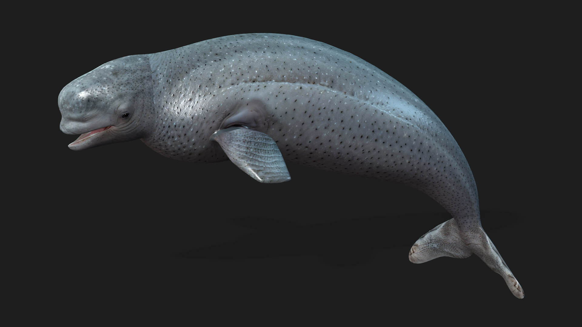 Beluga-Animated 3D Model by Animated3d