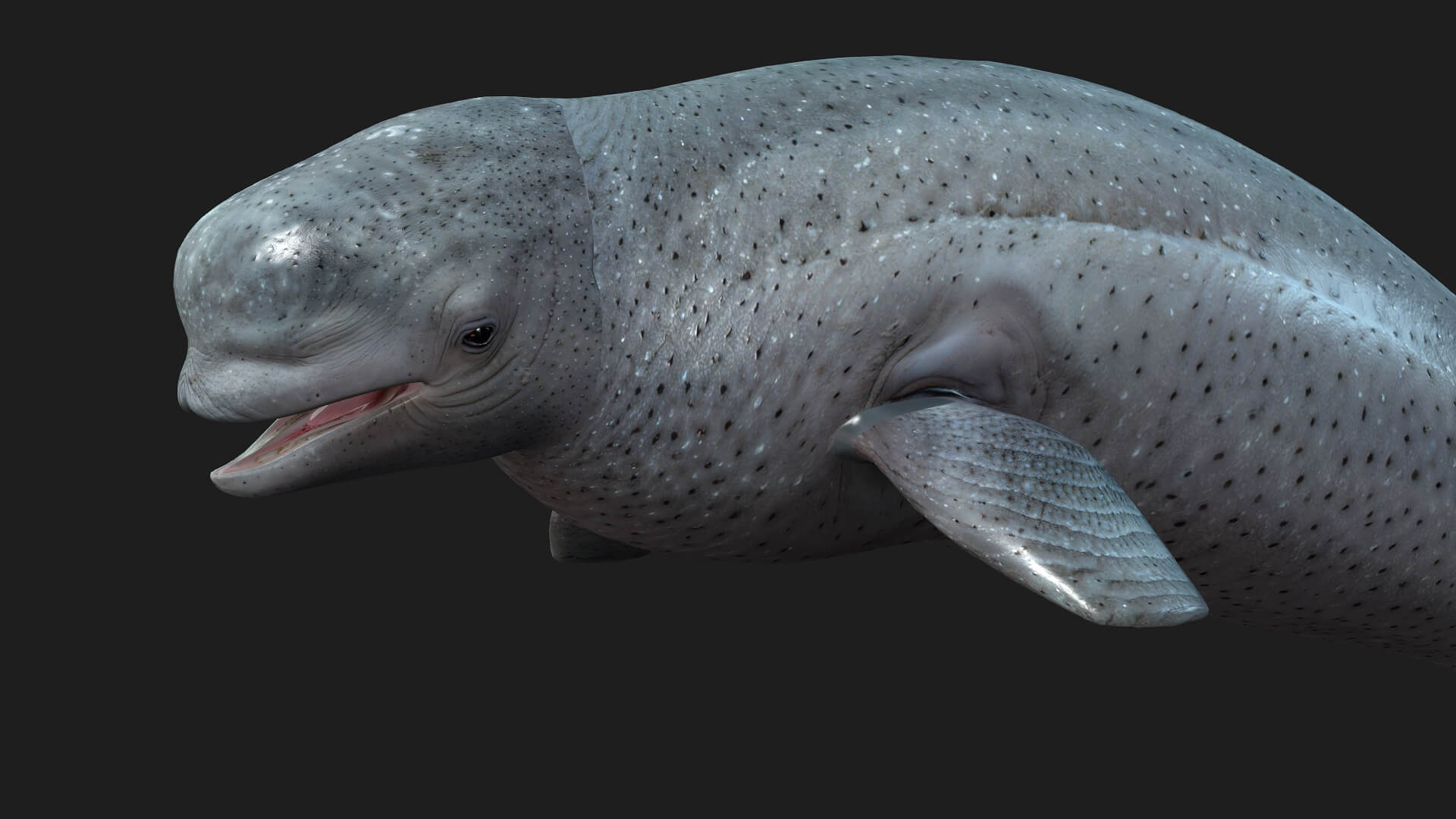 Beluga-Animated 3D Model by Animated3d
