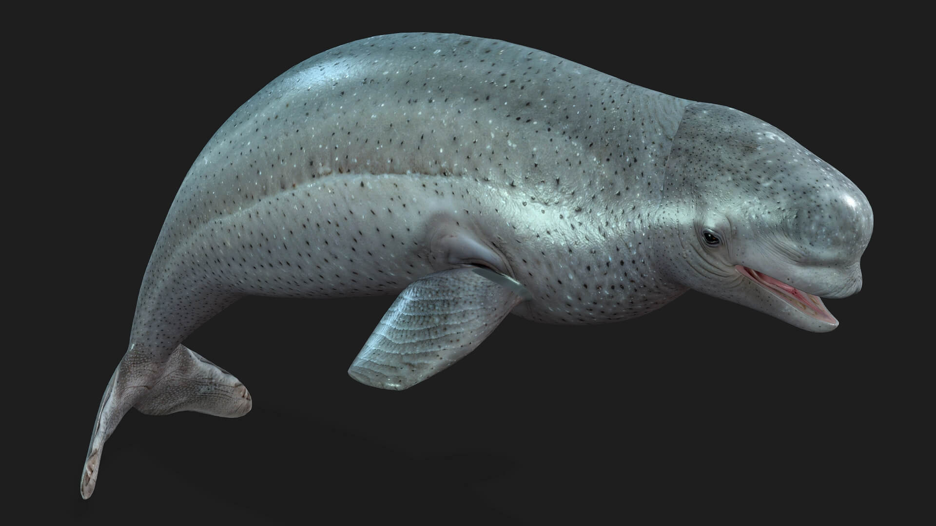Beluga-Animated 3D Model by Animated3d